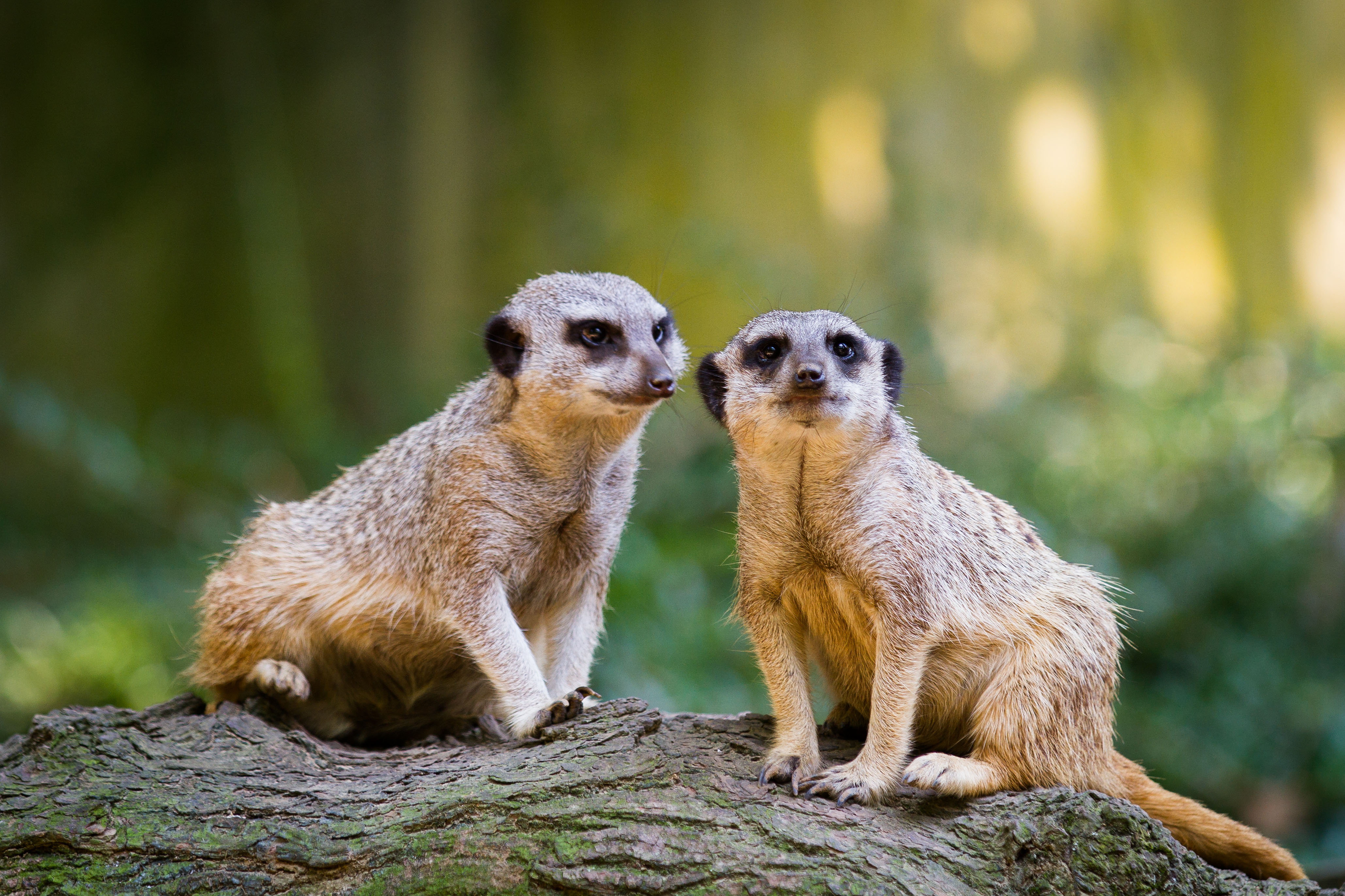 Animal Meerkat 4k Ultra HD Wallpaper by Cloudtail the Snow Leopard