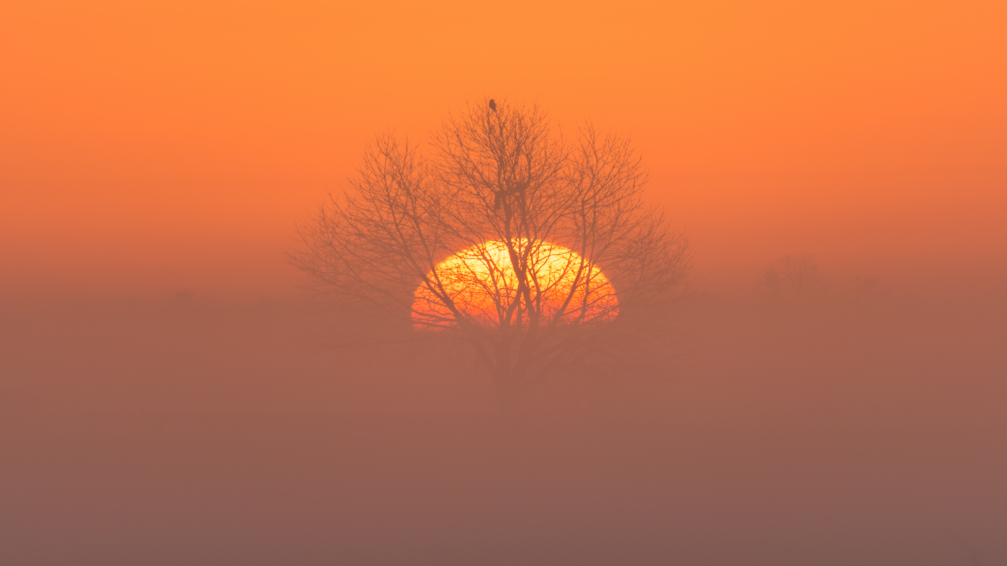 Download Orange (Color) Tree Fog Nature Sunset HD Wallpaper