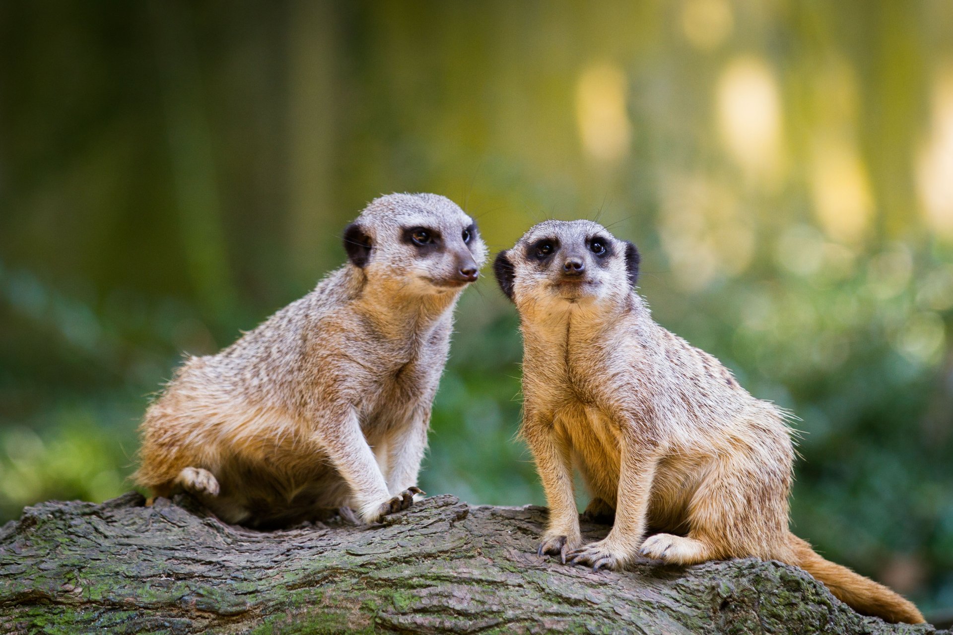 Download Mongoose Animal Meerkat 4k Ultra HD Wallpaper by Cloudtail the ...