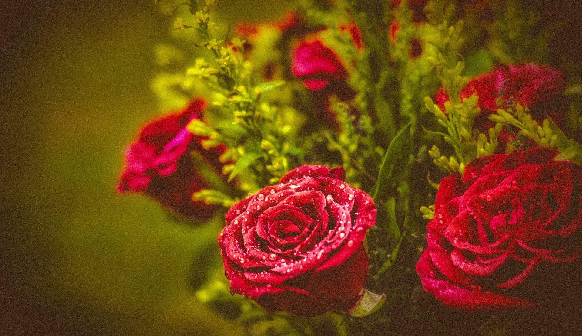Wallpapers Roses Nature