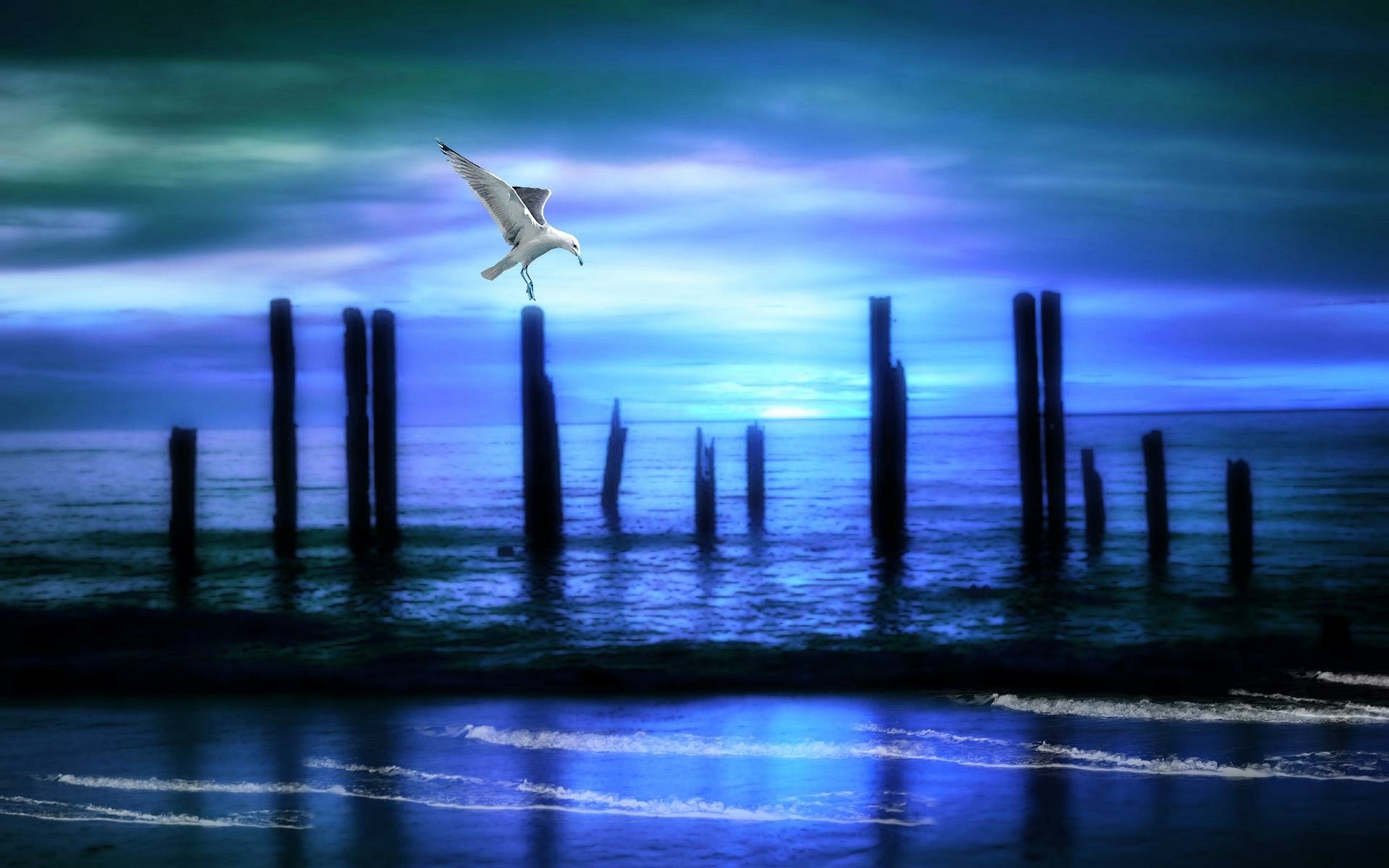 Seagull on the Blue Horizon — Ocean HD Wallpaper