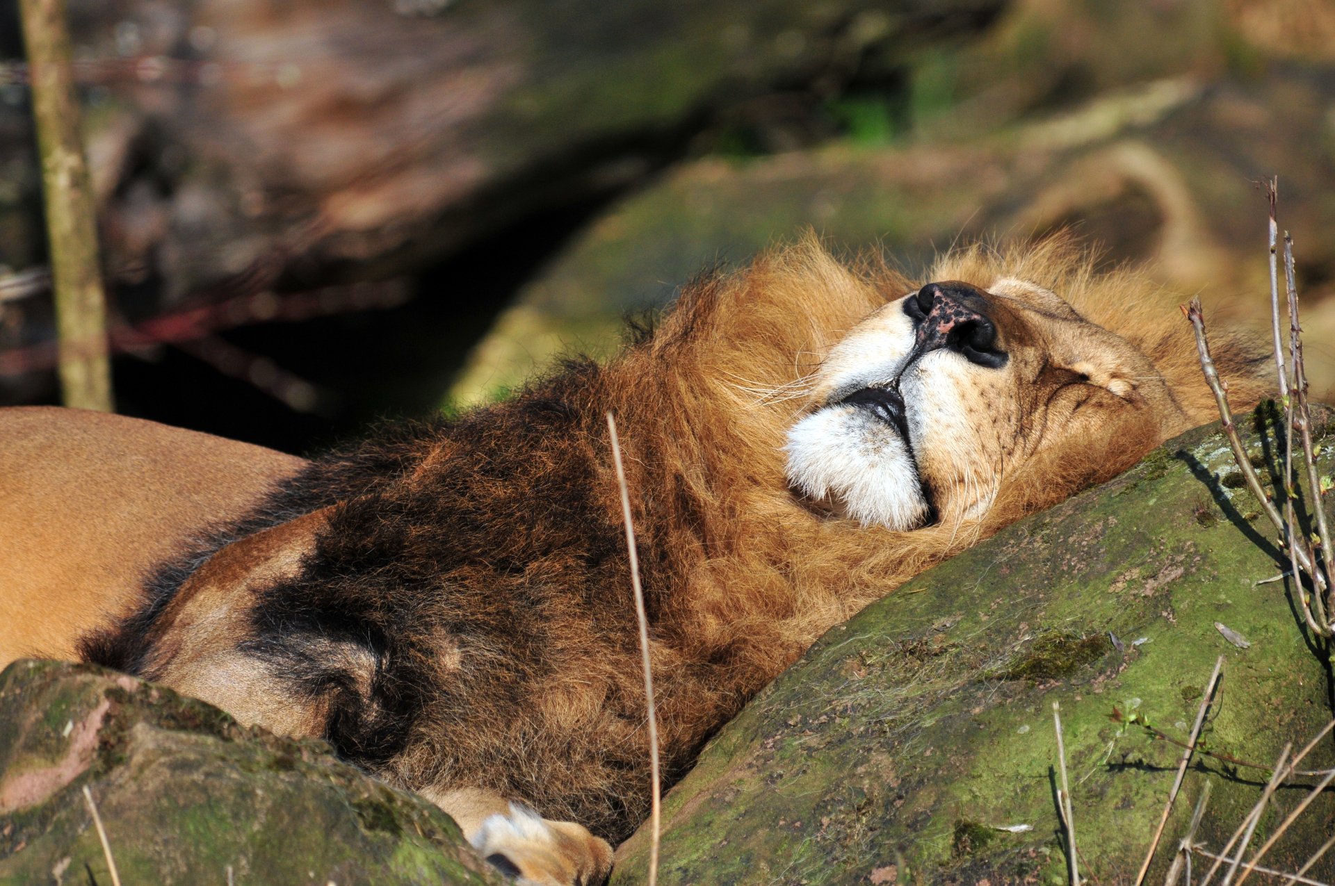 Download Close-up Sleeping Animal Lion 4k Ultra HD Wallpaper