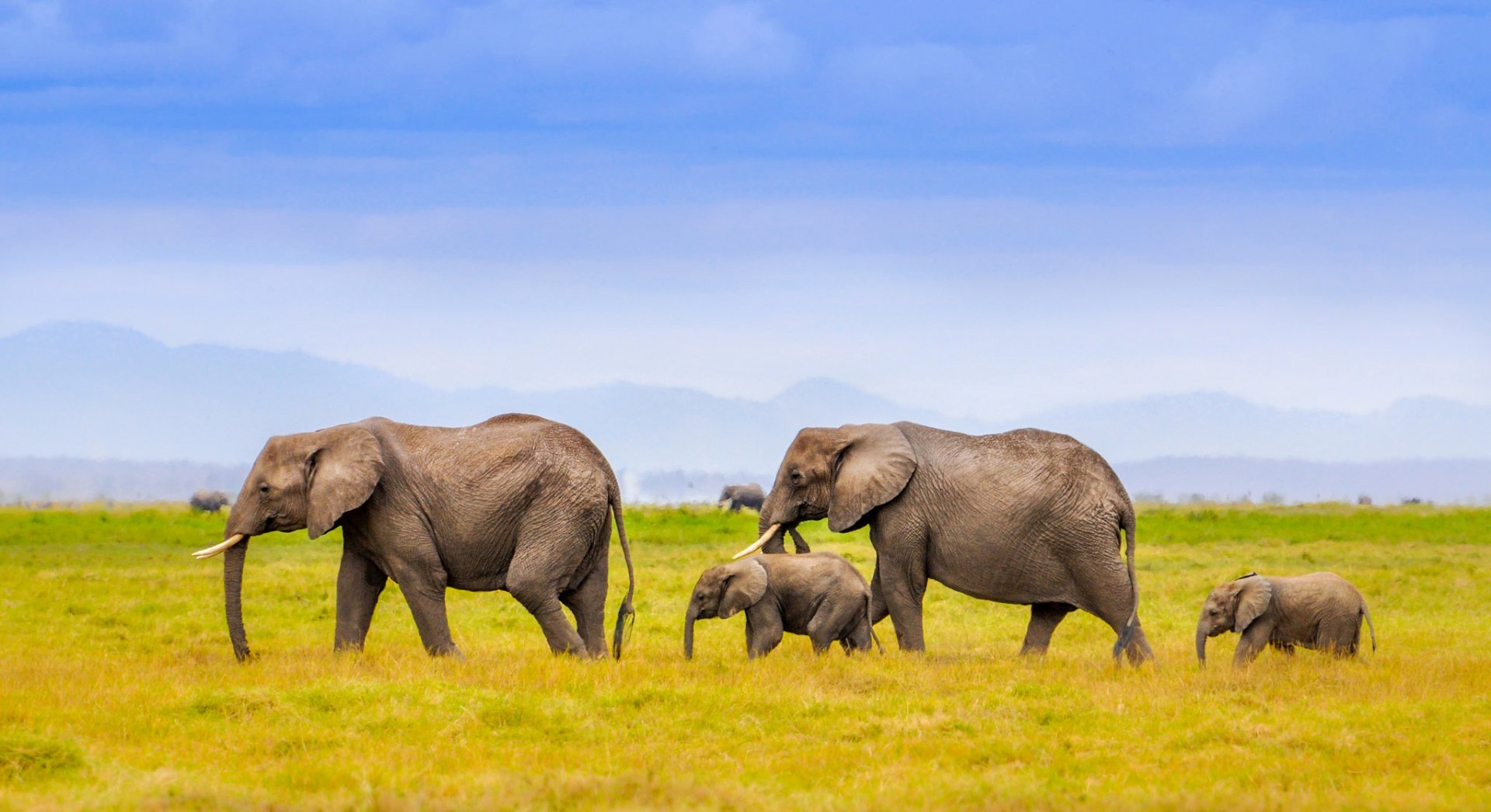 Majestic African Elephants Roaming the Savanna HD Wallpaper