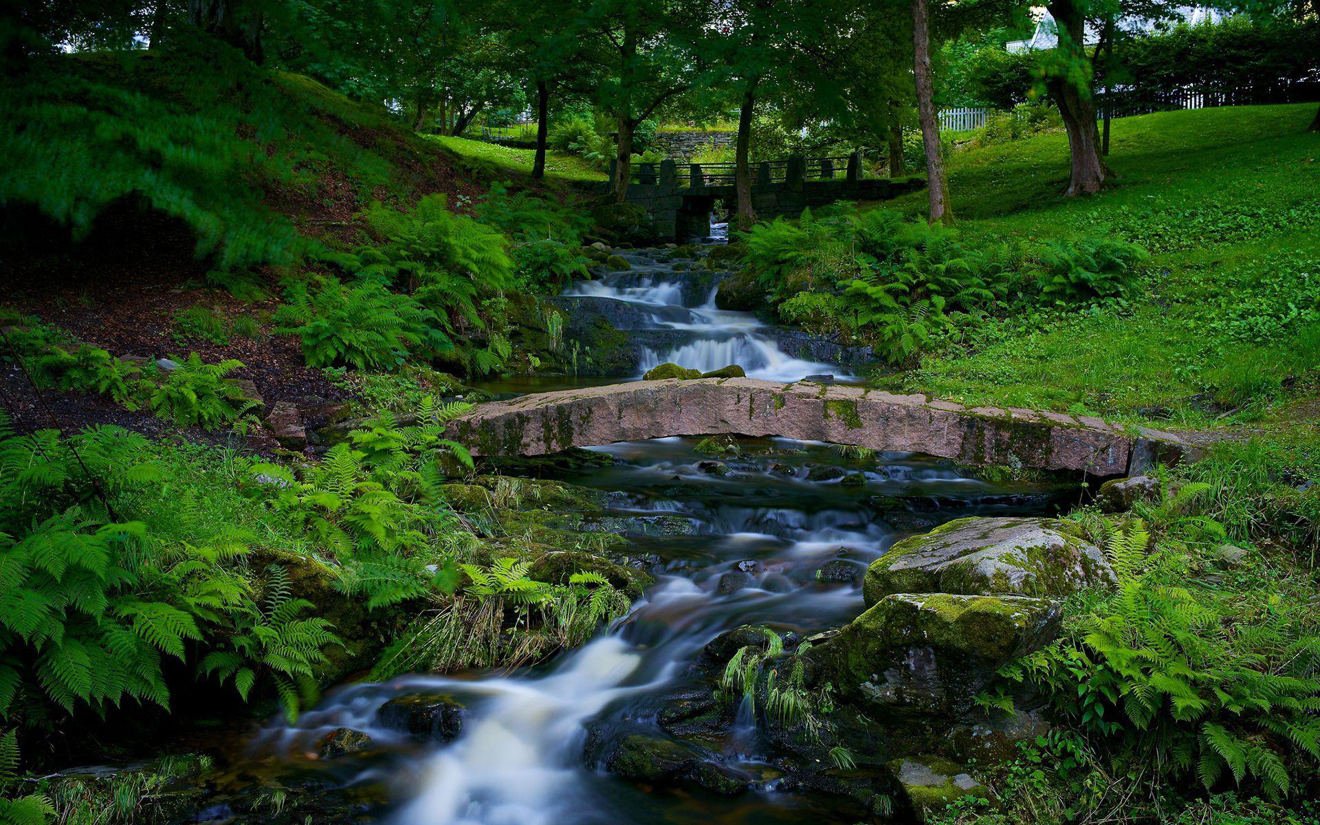 Download Green Tree Stream Bridge Photography Park HD Wallpaper