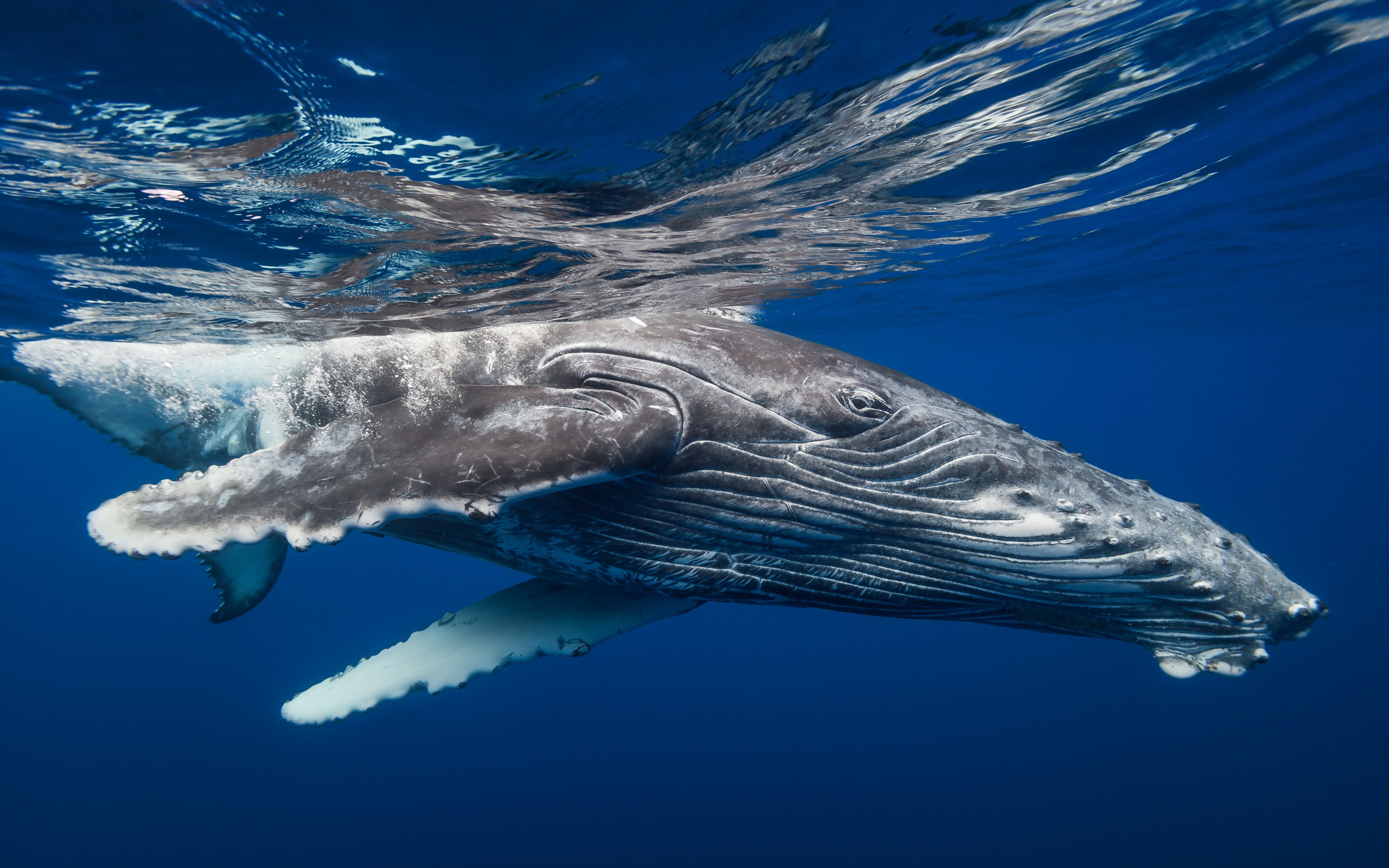 Whale Desktop Wallpaper Killer Whales Wallpaper WallpaperSafari