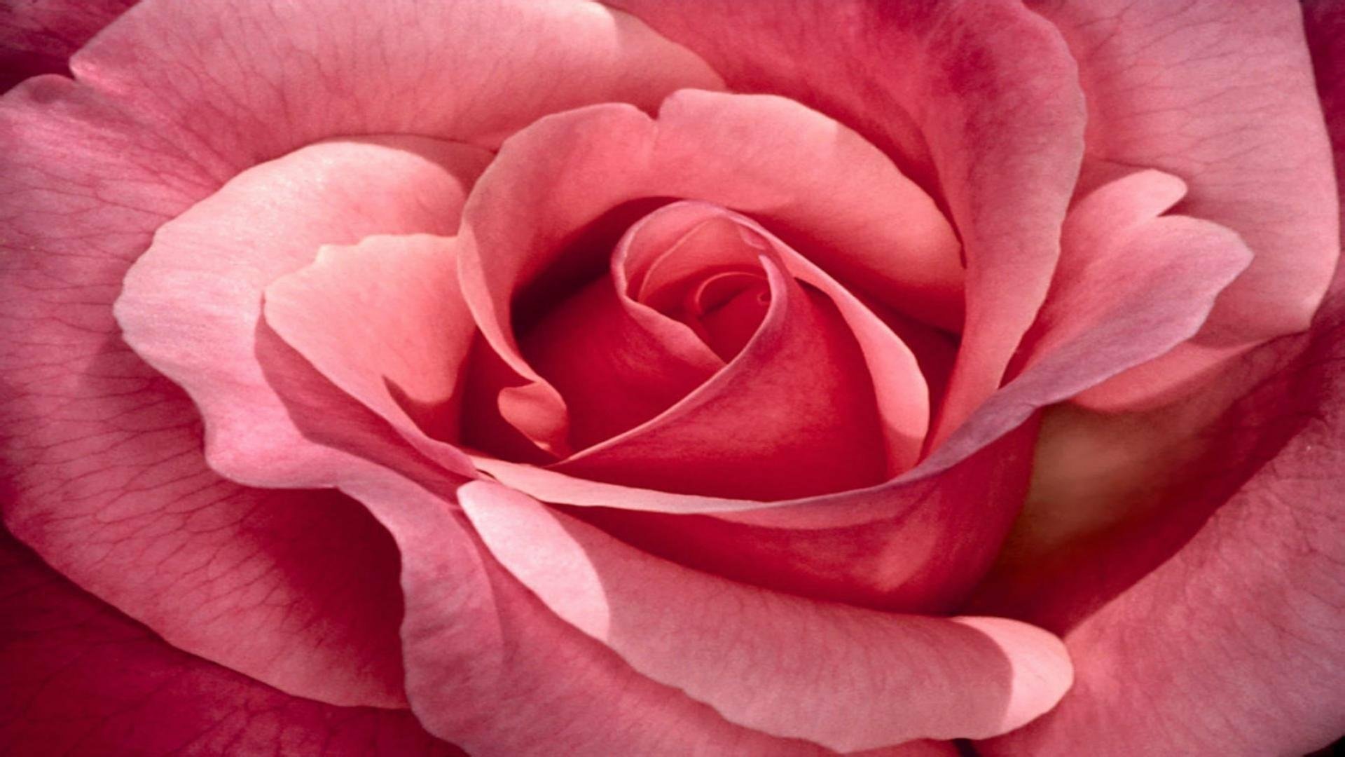 Download Pink Flower Petal Close-up Nature Rose HD Wallpaper ...