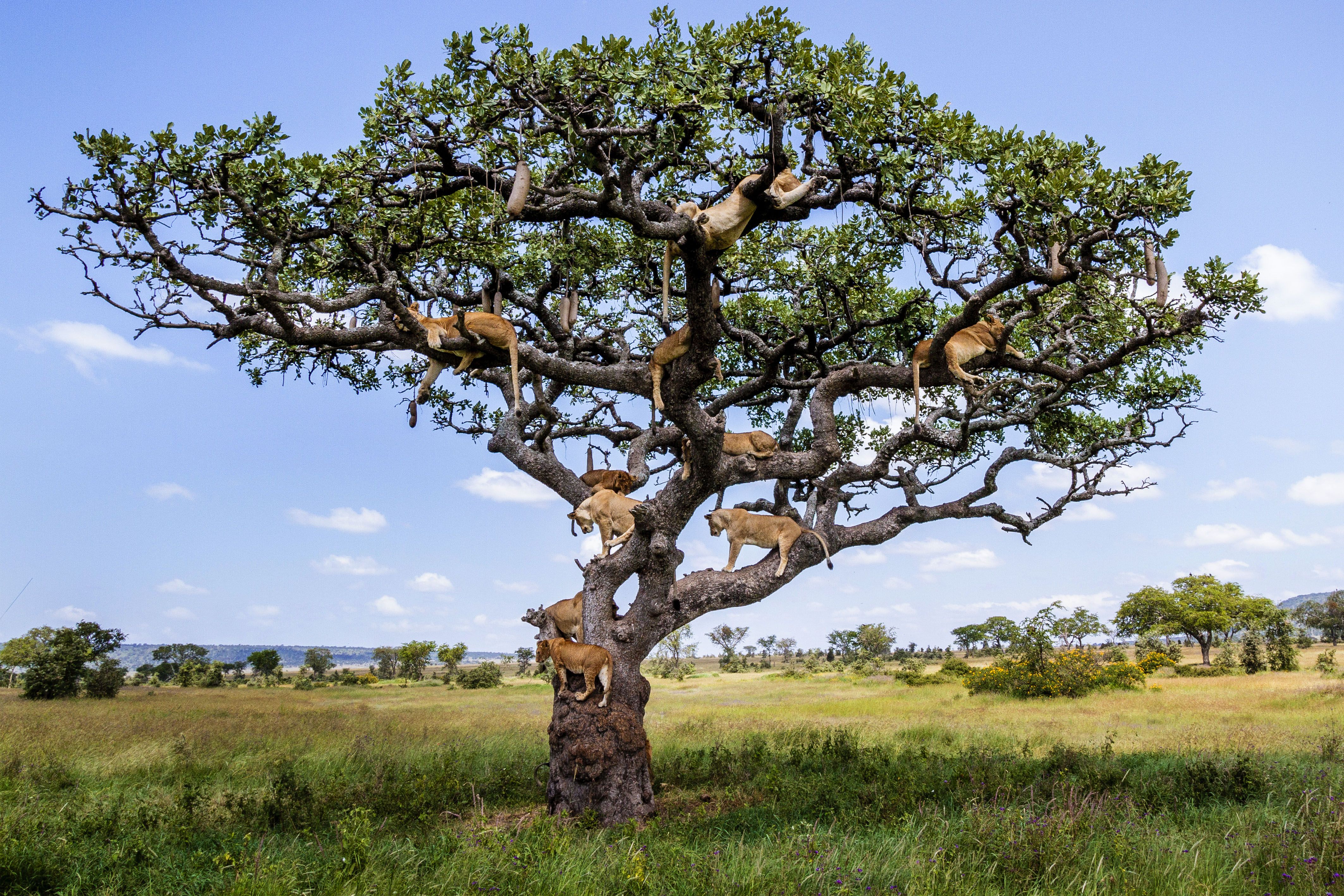 Majestic Lions Resting in a 4K Ultra HD Savannah Treescape