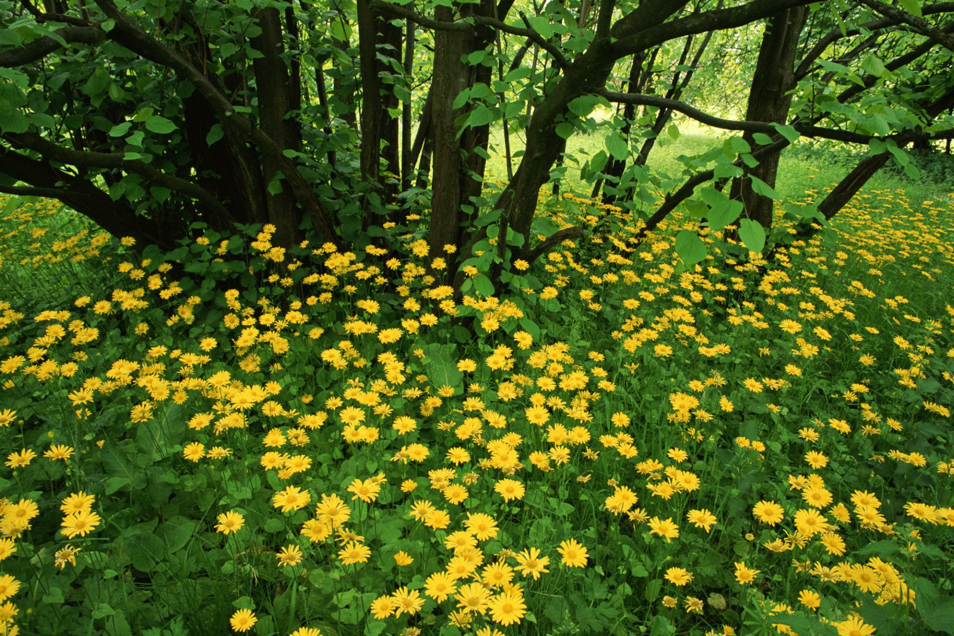 Spring Meadow: Yellow Daisies on Lush Green — HD Wallpaper | 2000x1333 ...
