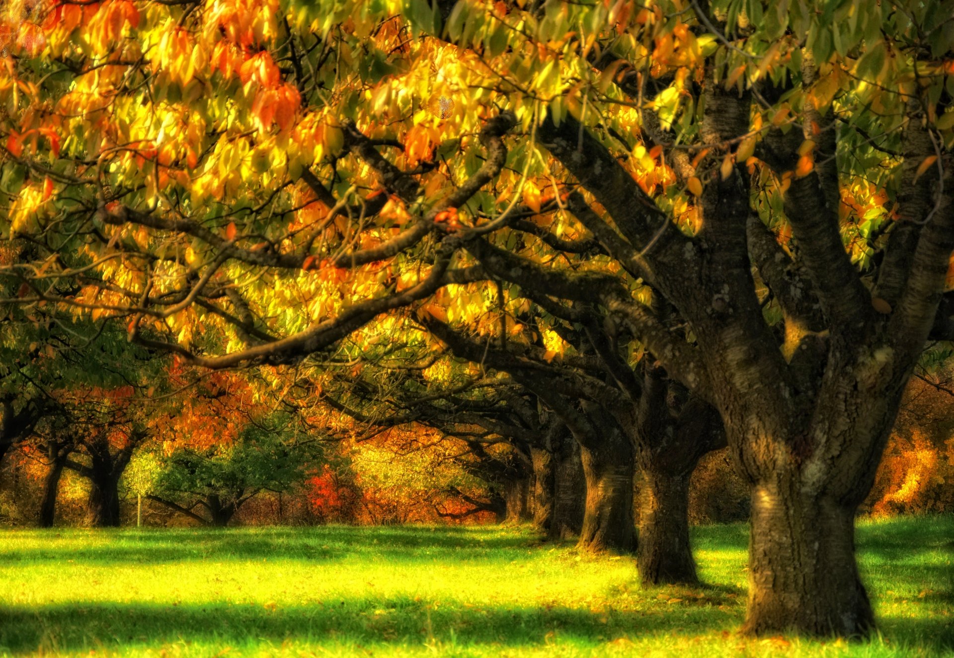 Download Fall Nature Tree 4k Ultra HD Wallpaper