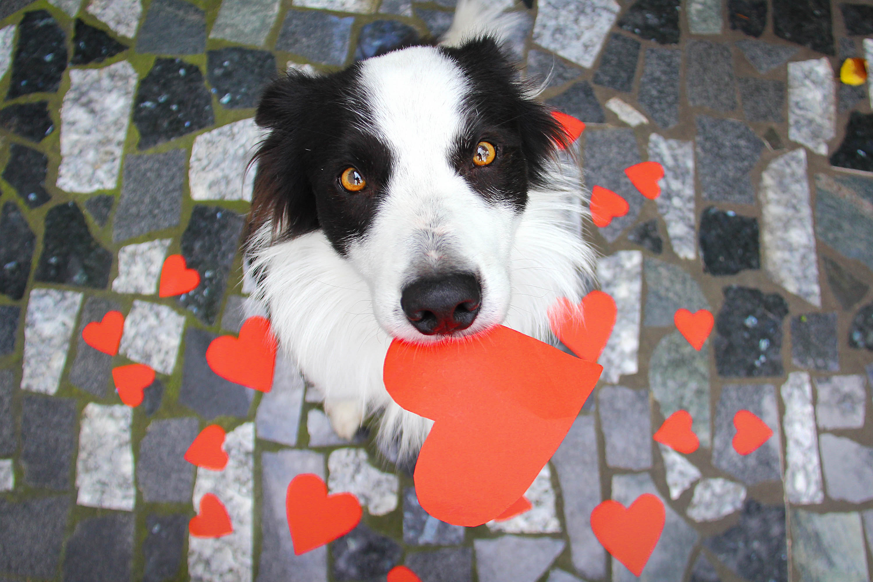 Download Heart Dog Animal Border Collie HD Wallpaper by Ingrid Pokorn