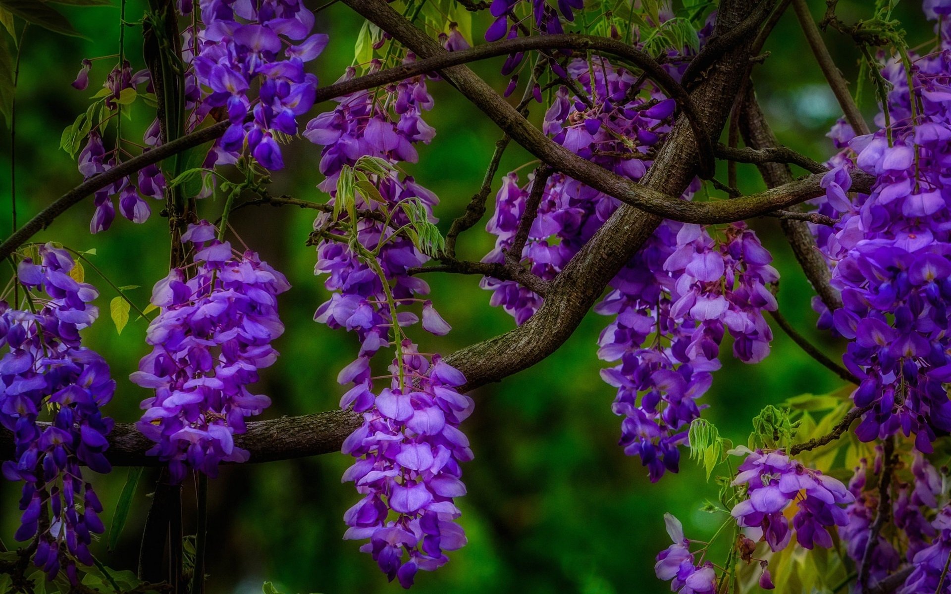 Wisteria Wonders: Stunning Purple Flower HD Wallpaper in Nature's Embrace