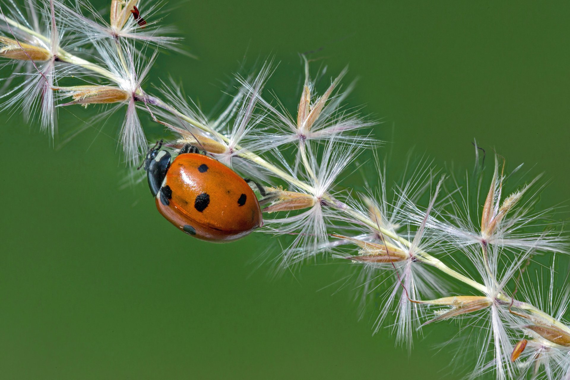 Download Plant Macro Insect Animal Ladybug 4k Ultra HD Wallpaper by ...