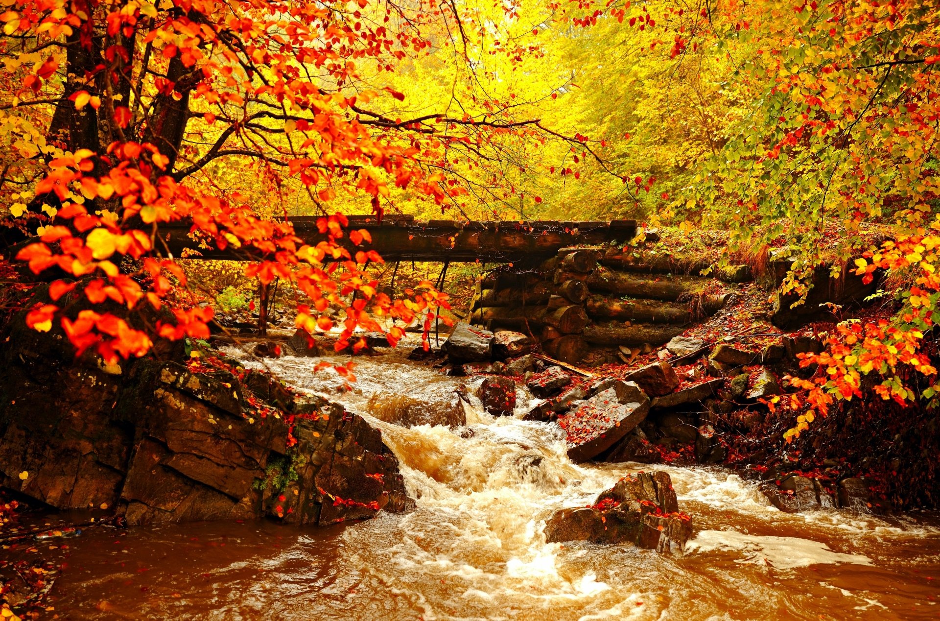 Download Leaf Bridge Tree Fall Forest Nature Stream 4k Ultra HD Wallpaper