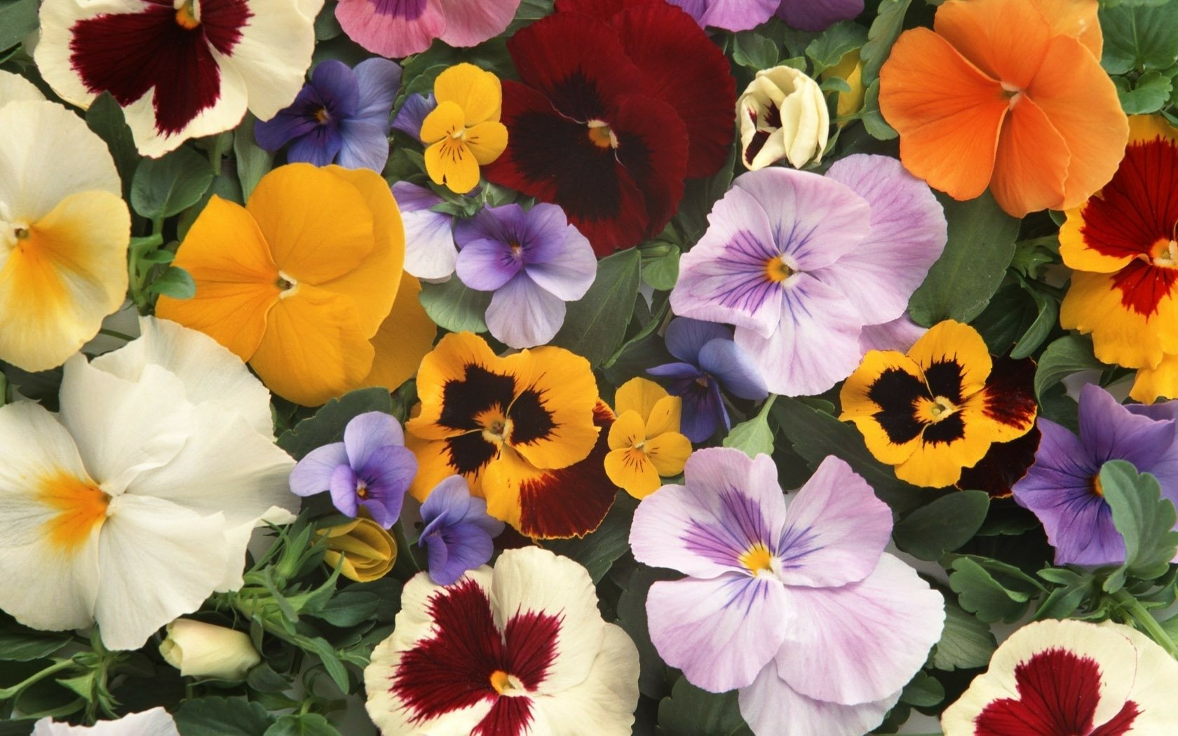 Download Colorful Close-up Flower Nature Pansy Wallpaper | 1680x1050 ...