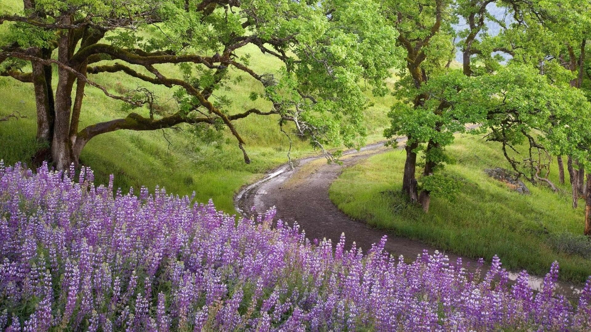 Spring Meadow Pathway: Vibrant Trees, Flowers & Scenic Road HD Wallpaper