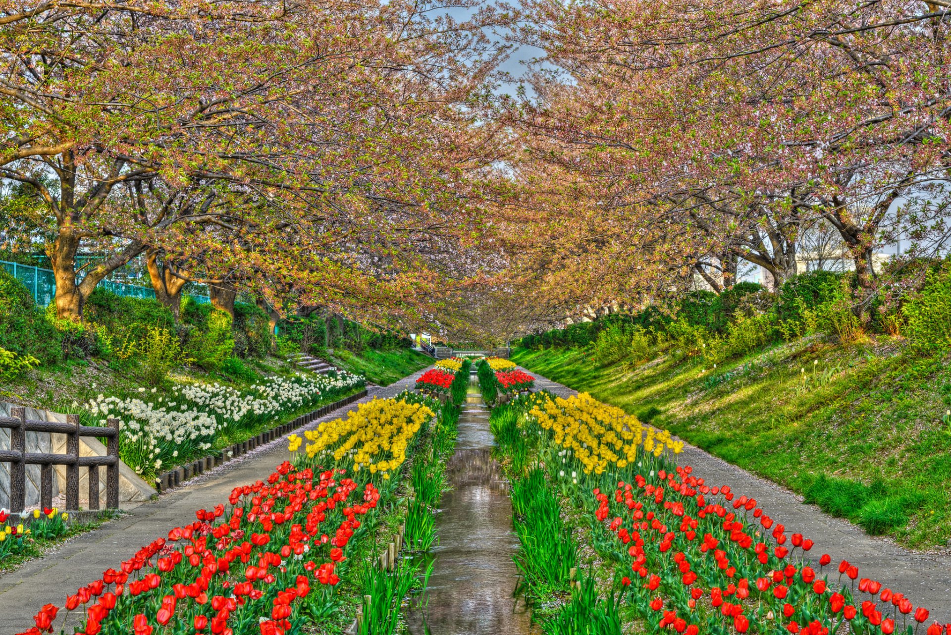Spring Blossoms in a Colorful Japanese Park with Tulips and Flowing Stream