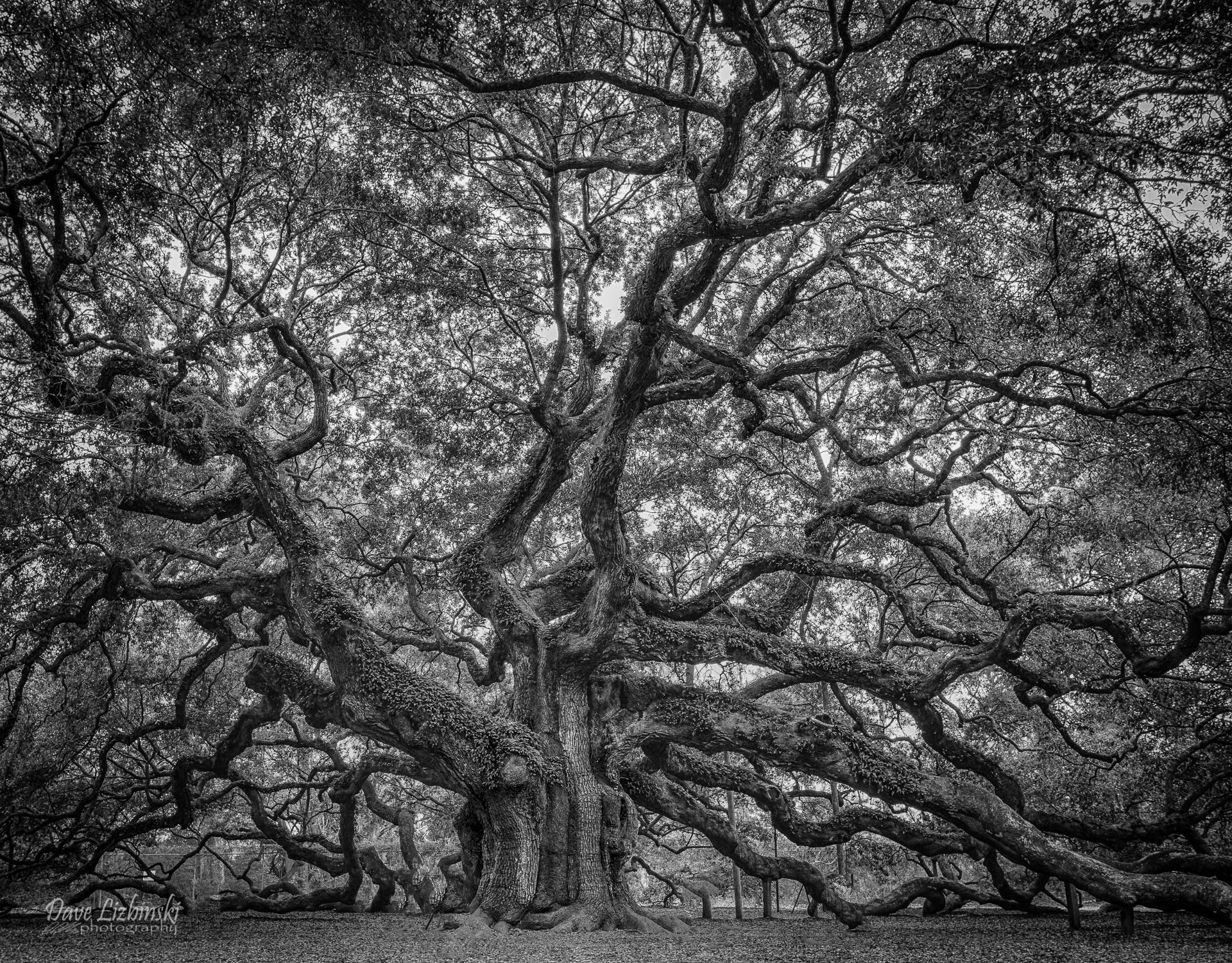 4K Ultra HD Black & White Nature: Majestic Angel Oak Tree Branches by ...