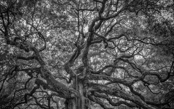Angel Oak Tree 4k Wallpapers