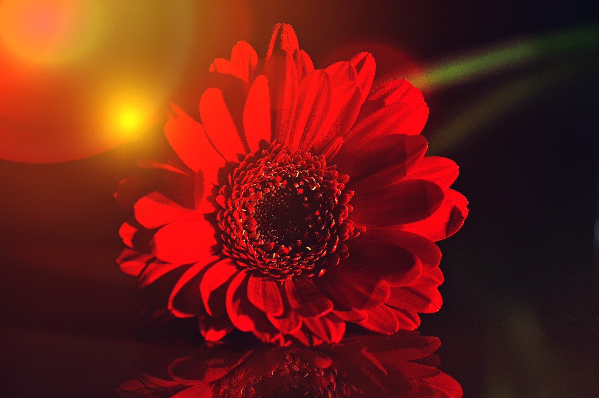 Gerbera Wallpapers Hd Desktop