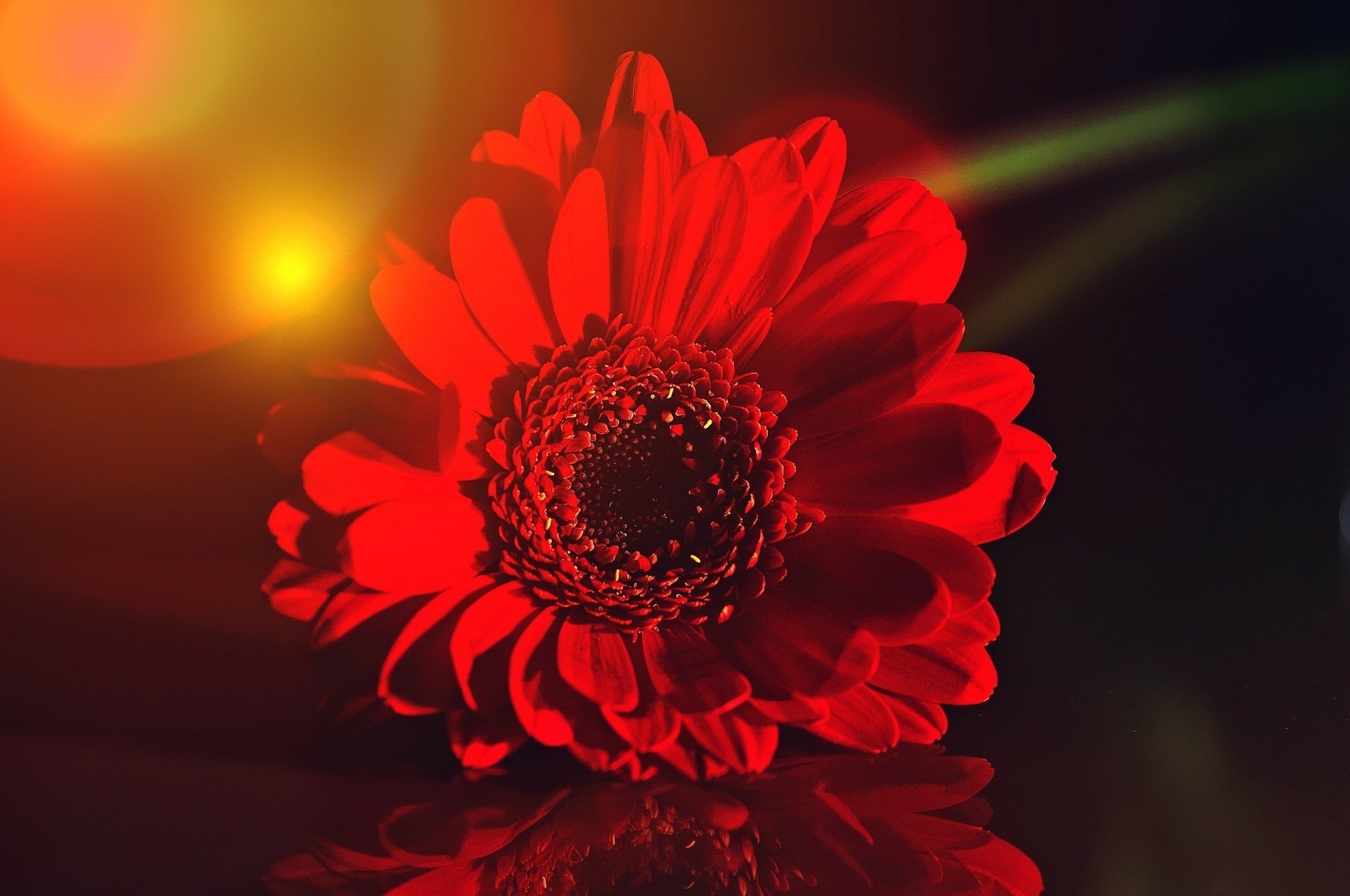 Download Red Flower Close-up Flower Nature Gerbera HD Wallpaper ...