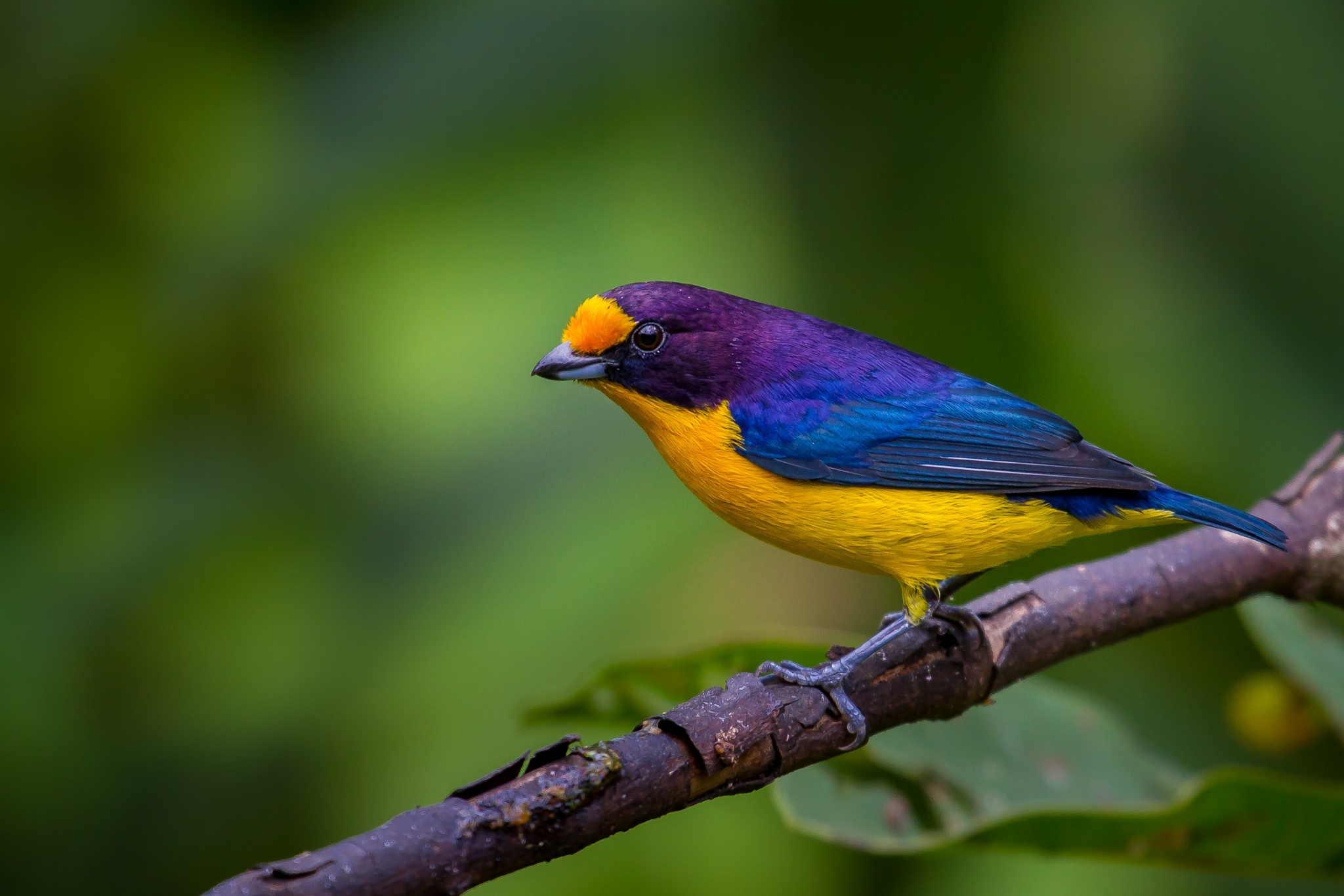 Free Bird Photos Download