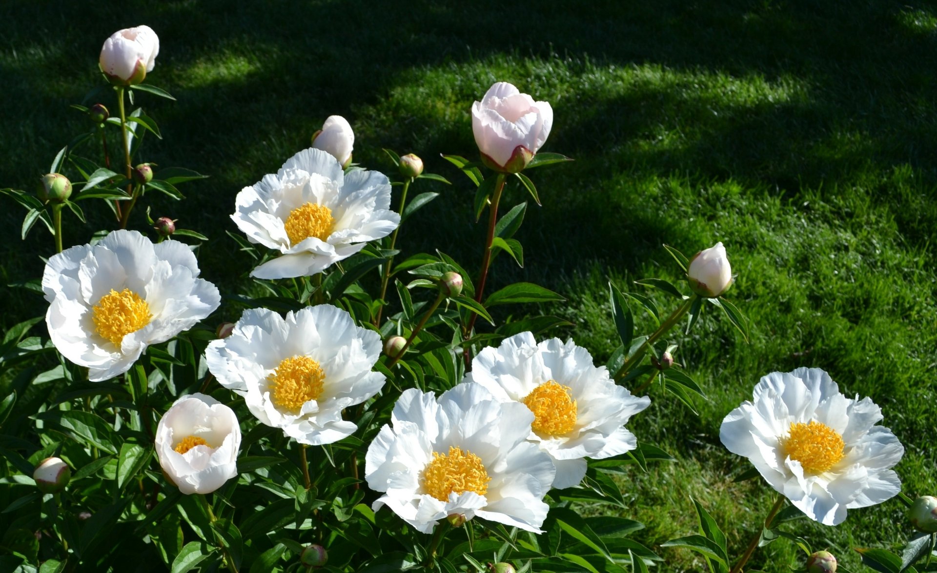 Download White Flower Close-up Grass Nature Flower HD Wallpaper ...