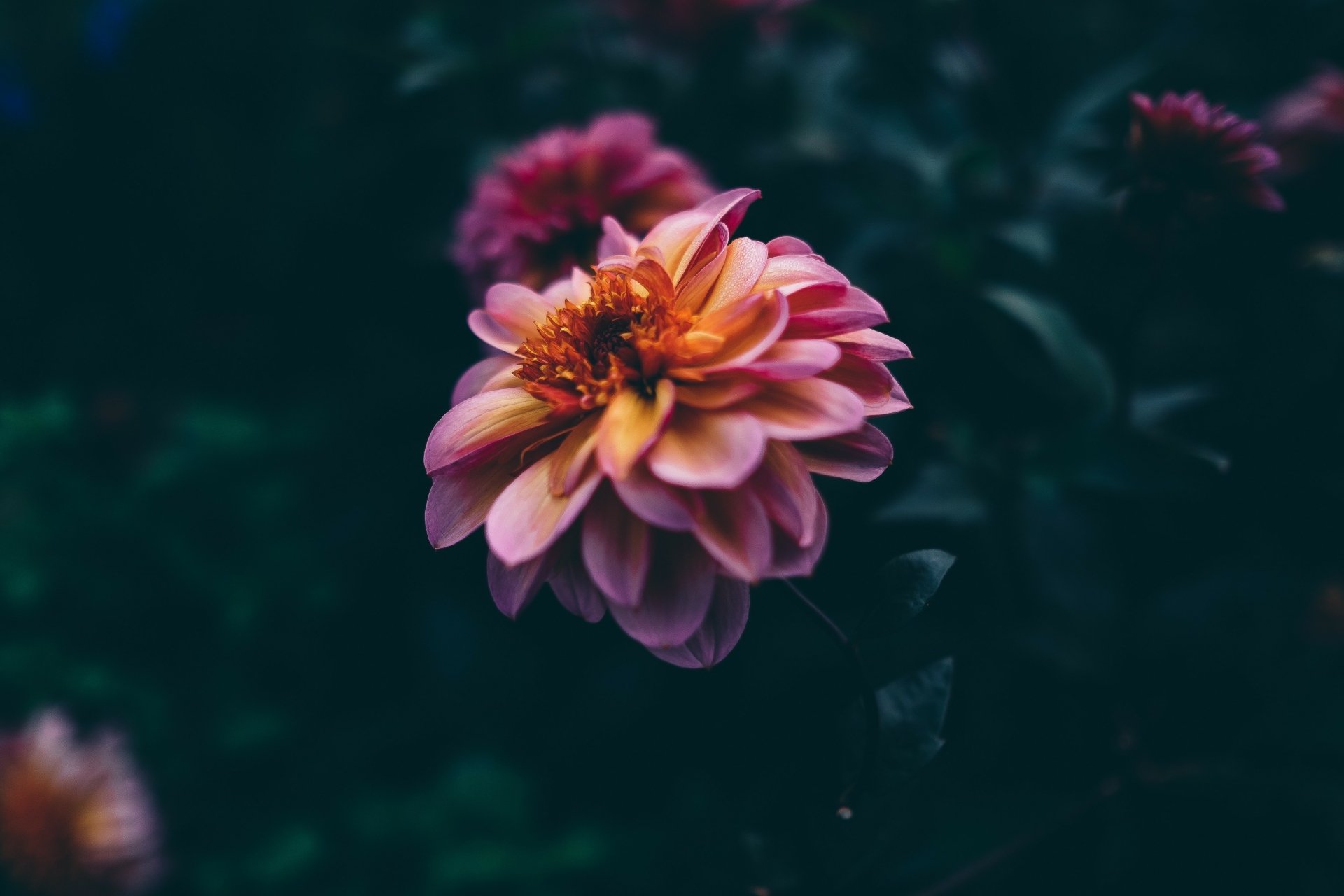 Download Close-up Nature Flower 4k Ultra HD Wallpaper