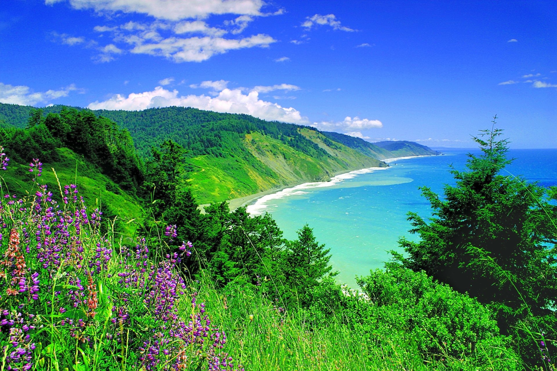 Vibrant Coastal Harmony: Green Grass, Wildflowers & Ocean Waves HD ...