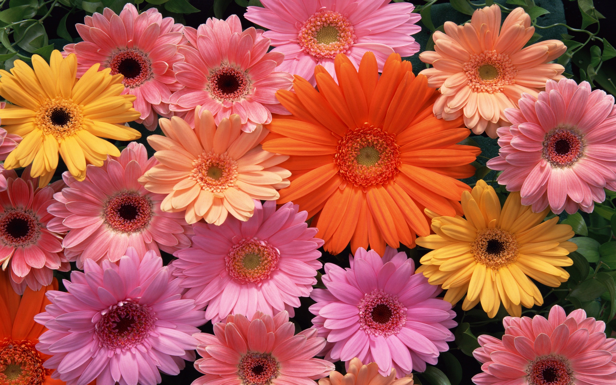 Orange, Pink, and Yellow Gerberas Fondo de pantalla HD | Fondo de ...