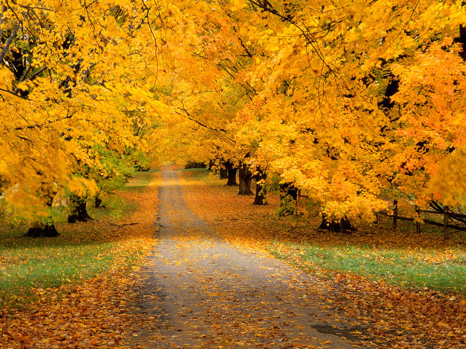 Download Tree Leaf Yellow Fall Man Made Street Wallpaper