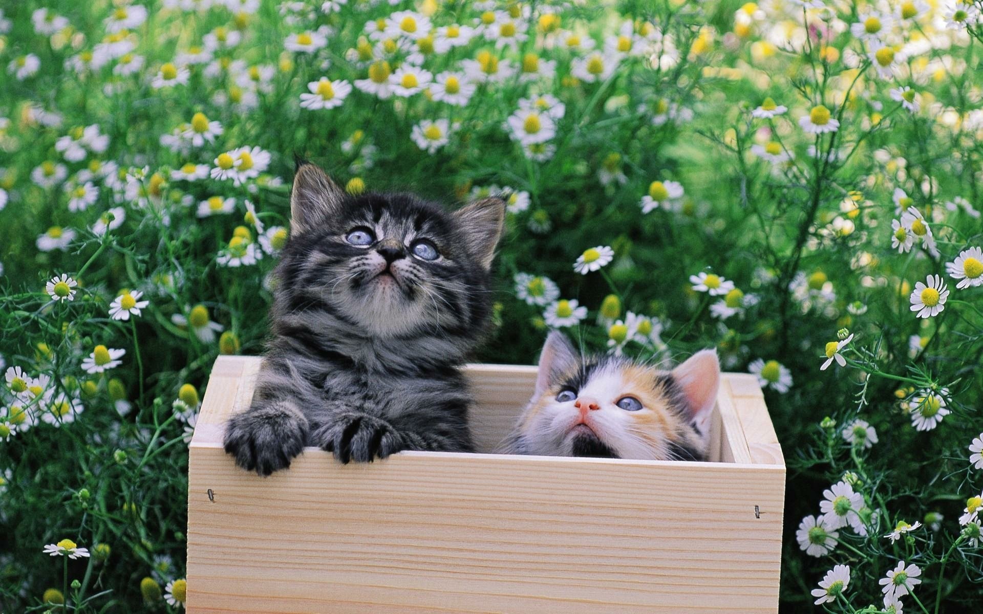 Download Field Flower Box Kitten Animal Cat HD Wallpaper