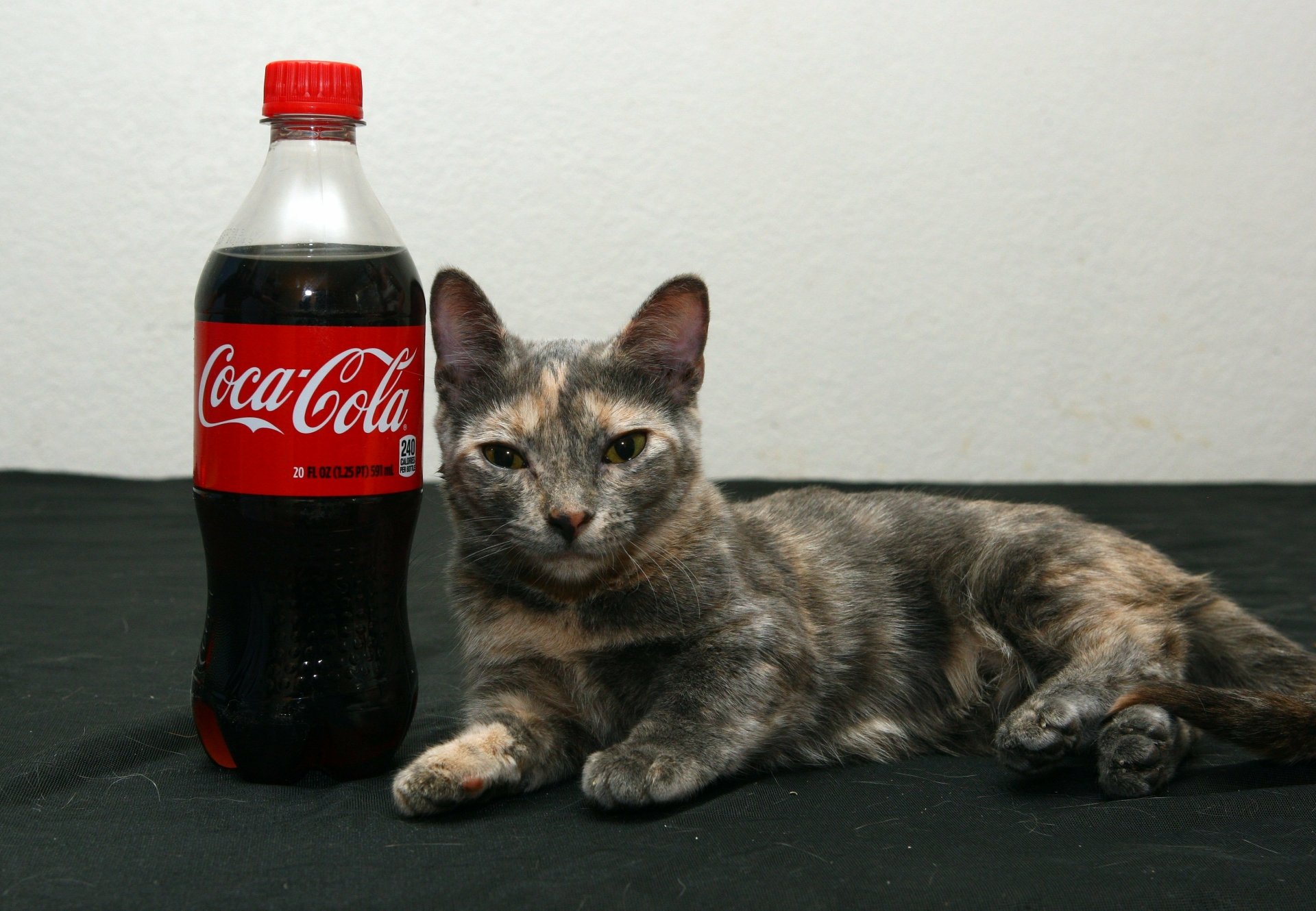 Download Coca Cola Animal Cat HD Wallpaper