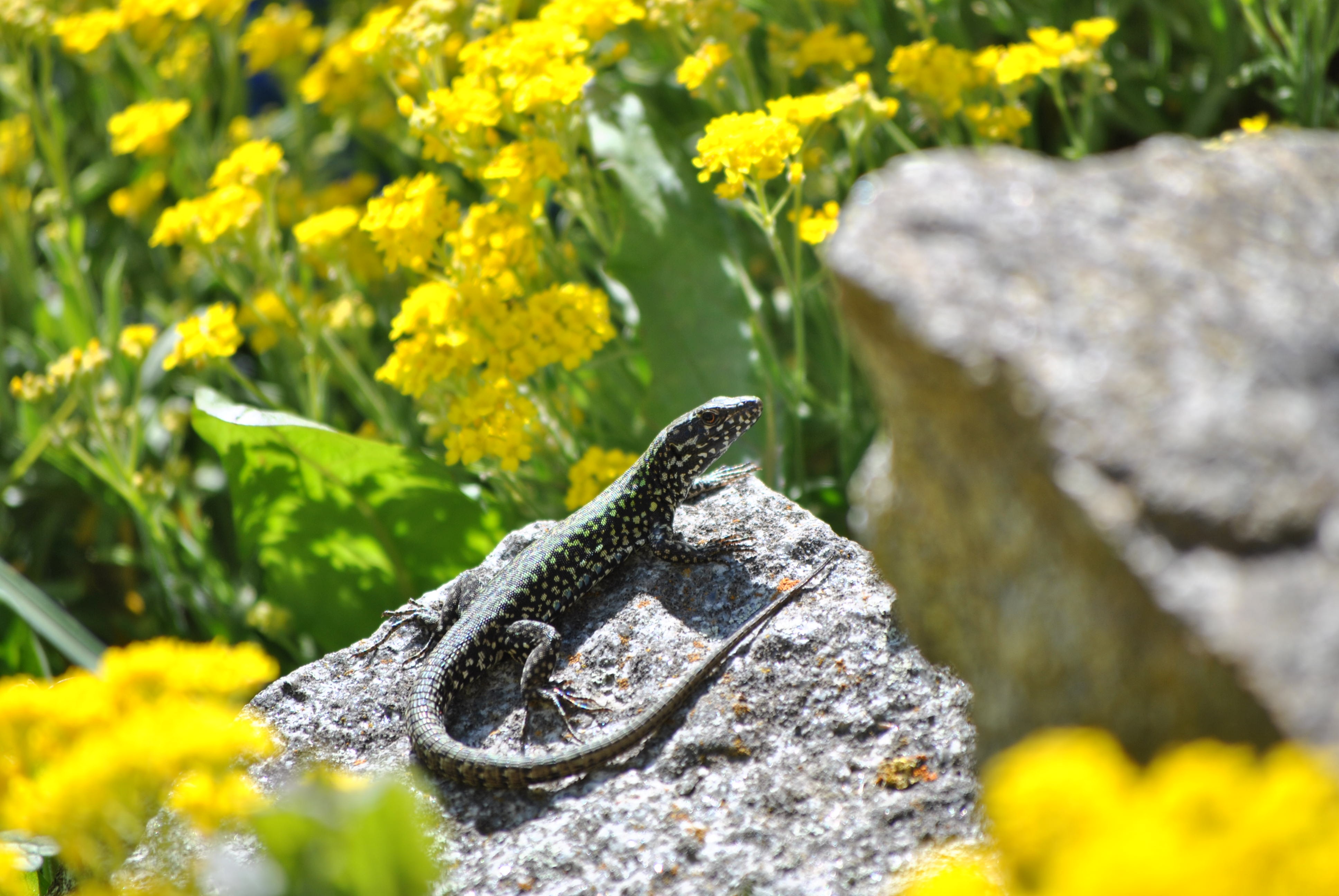 Download Yellow Flower Flower Reptile Animal Lizard 4k Ultra HD Wallpaper