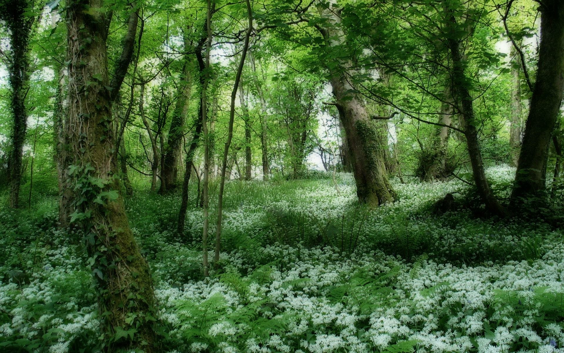 Spring Awakening: White Blossoms in a Lush Forest HD Wallpaper