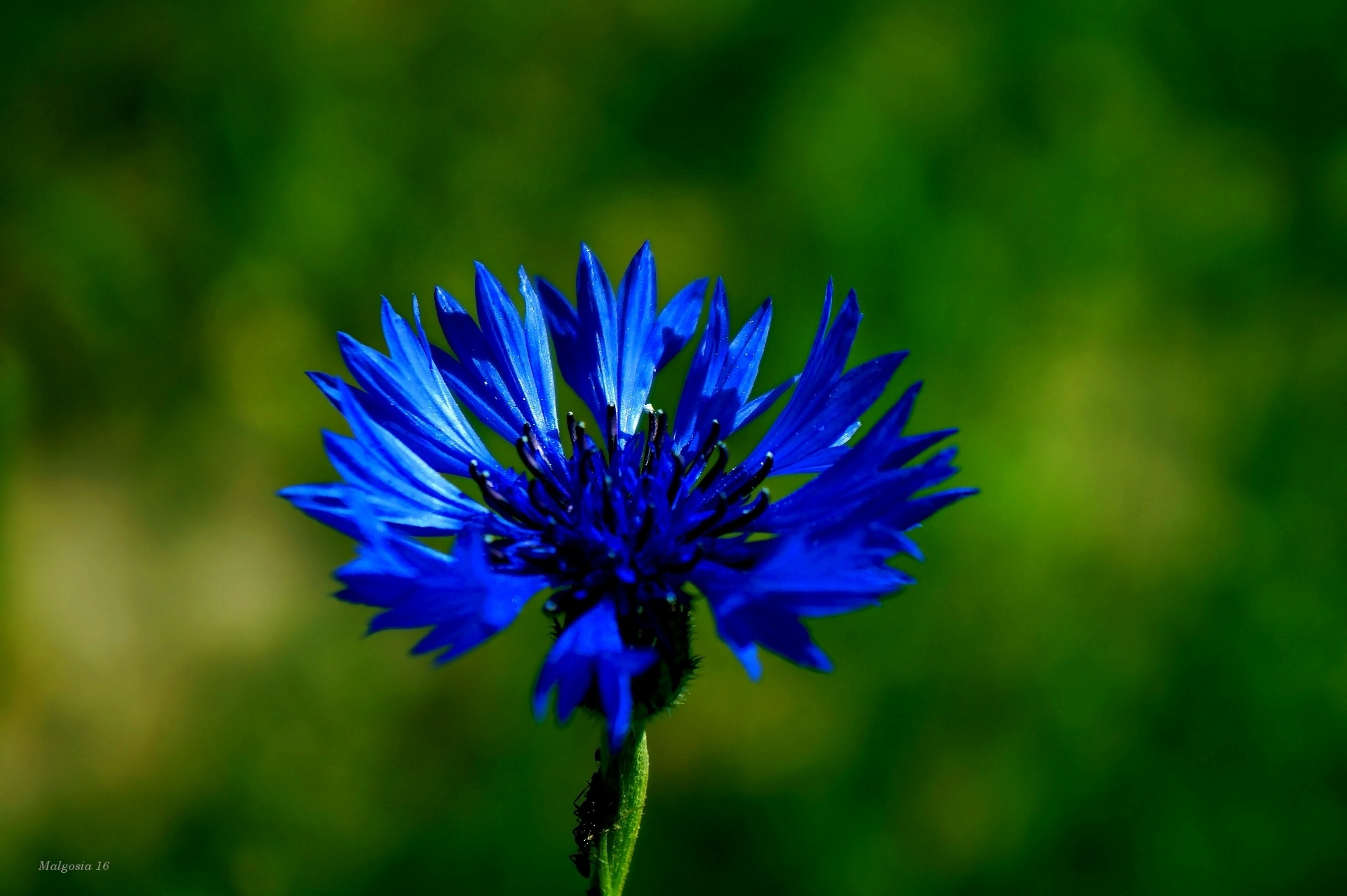 Blue Chaber