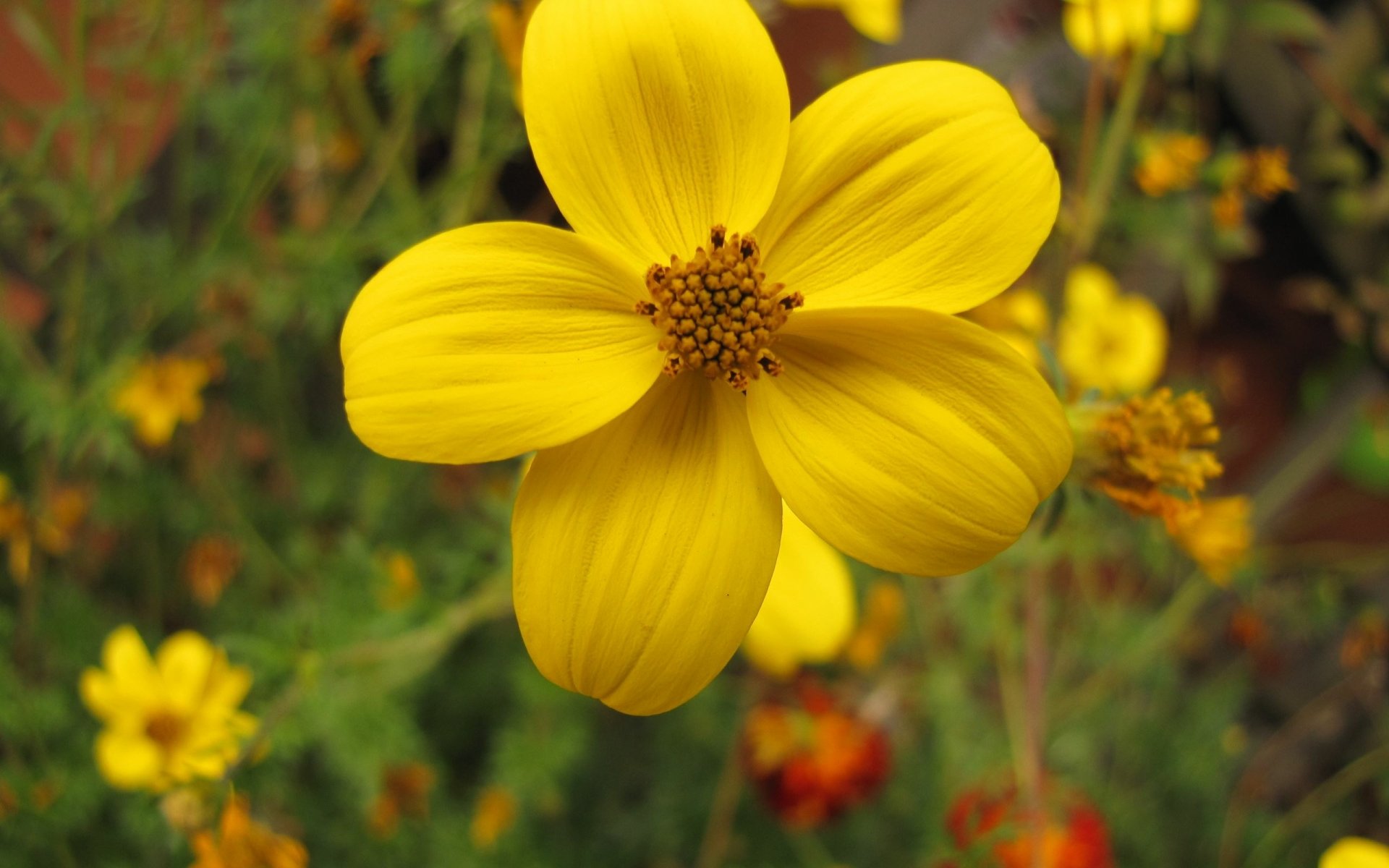 Download Yellow Flower Close-up Nature Flower HD Wallpaper