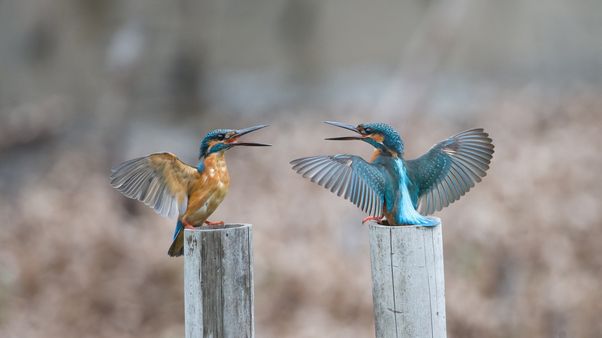 Kingfisher Duet — HD Wildlife Wallpaper