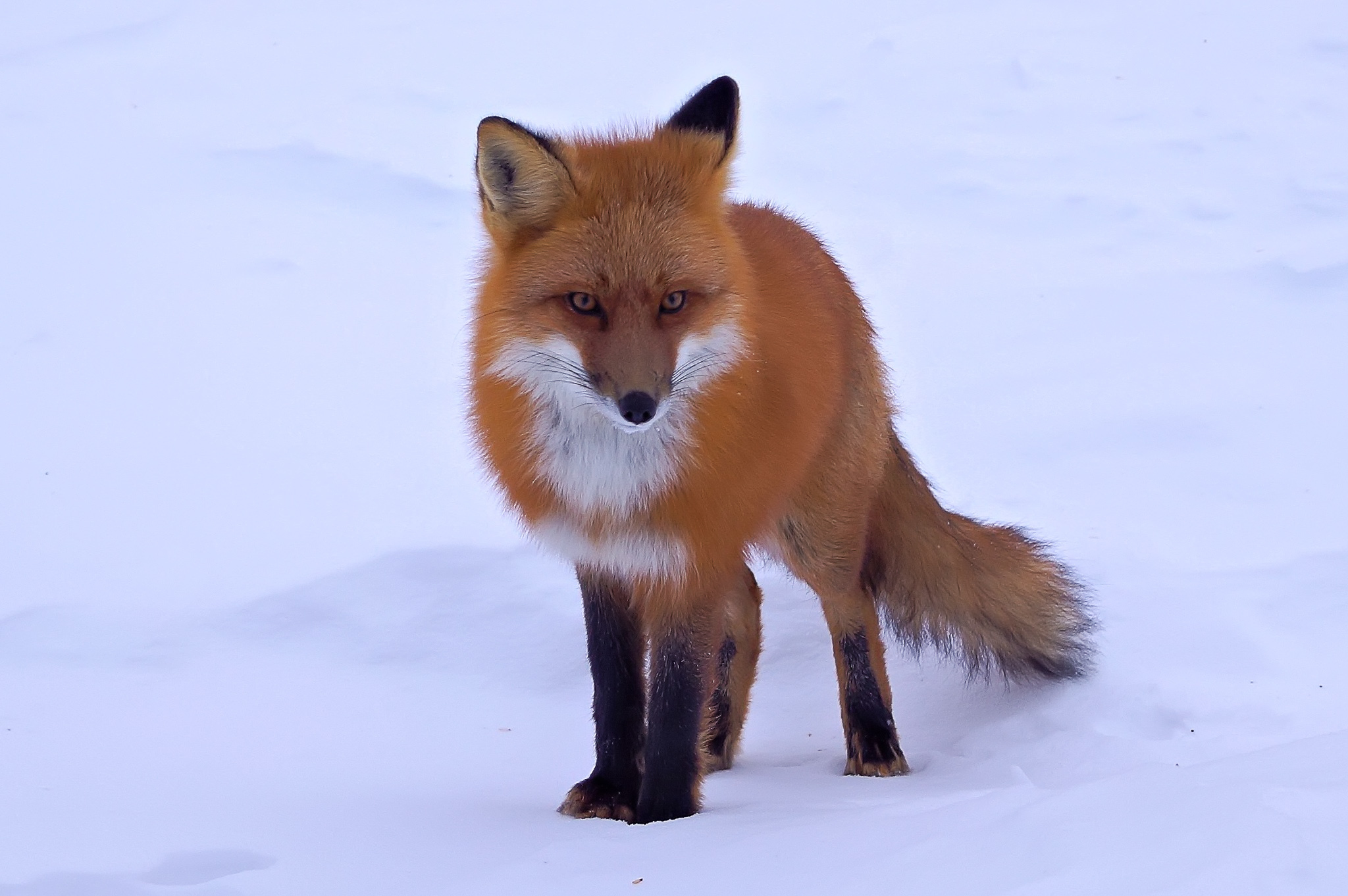 Fox Glare Red Background