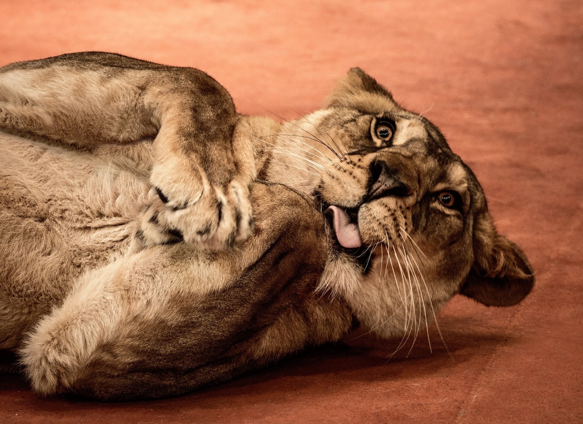 5K Ultra HD: Playful Lion in Velvet Light | 5120x3723 | Wallpaper Abyss