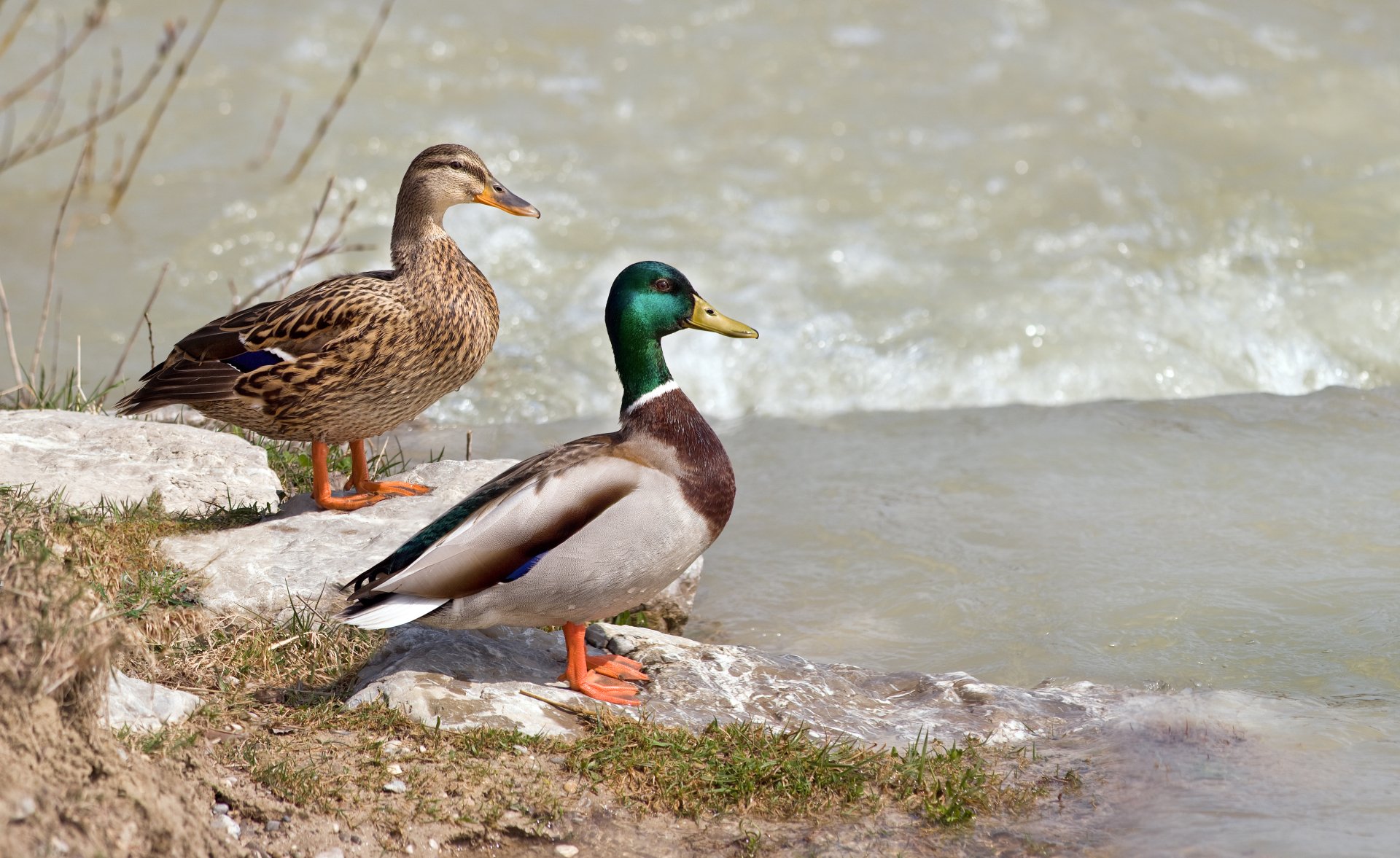 Download Animal Mallard 4k Ultra HD Wallpaper by Richard Bartz