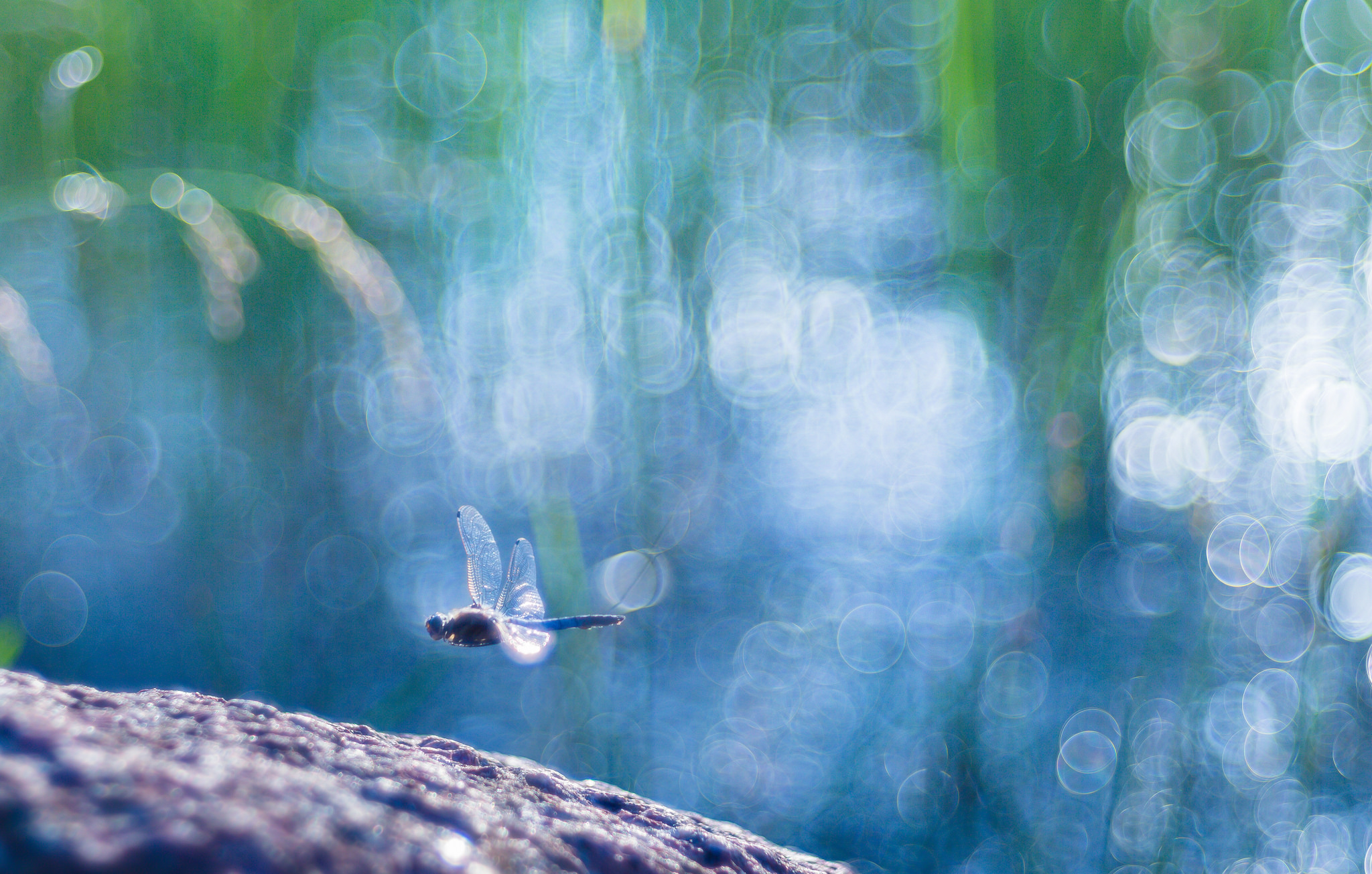 Download Bokeh Insect Animal Dragonfly HD Wallpaper by Mats Anda