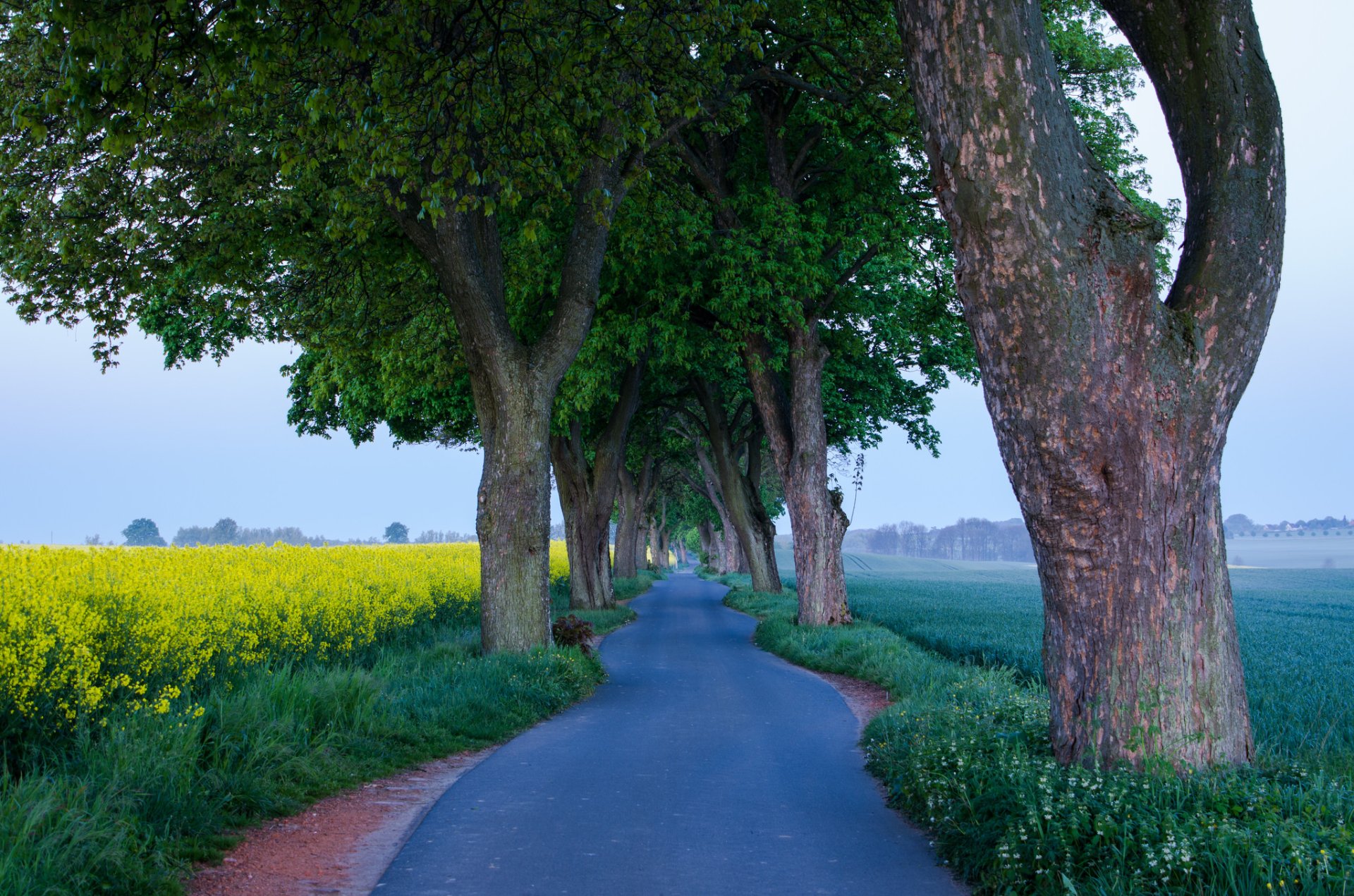 Download Yellow Flower Rapeseed Field Tree Tree-lined Man Made Road HD ...