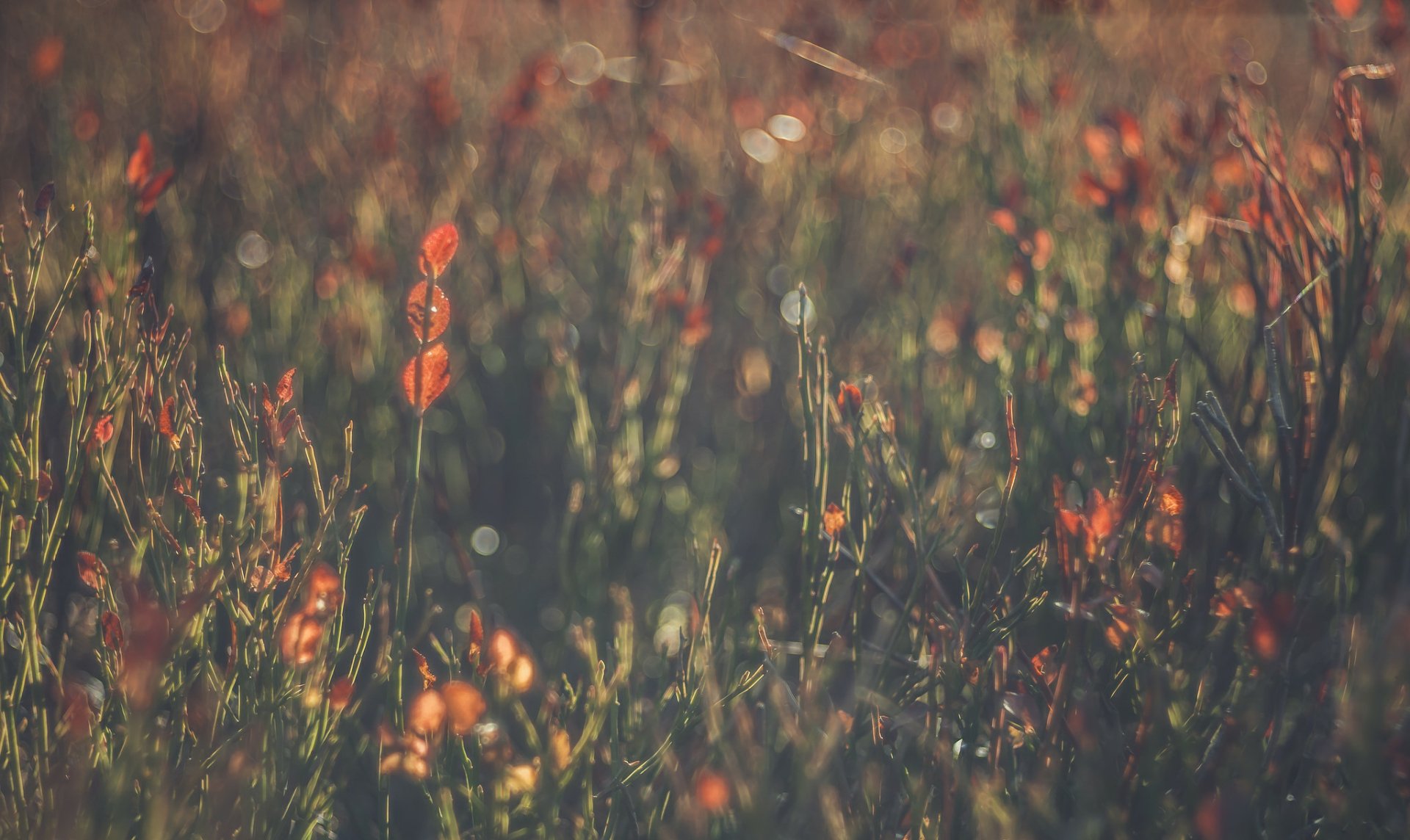 Download Bokeh Nature Plant HD Wallpaper by Mats Anda