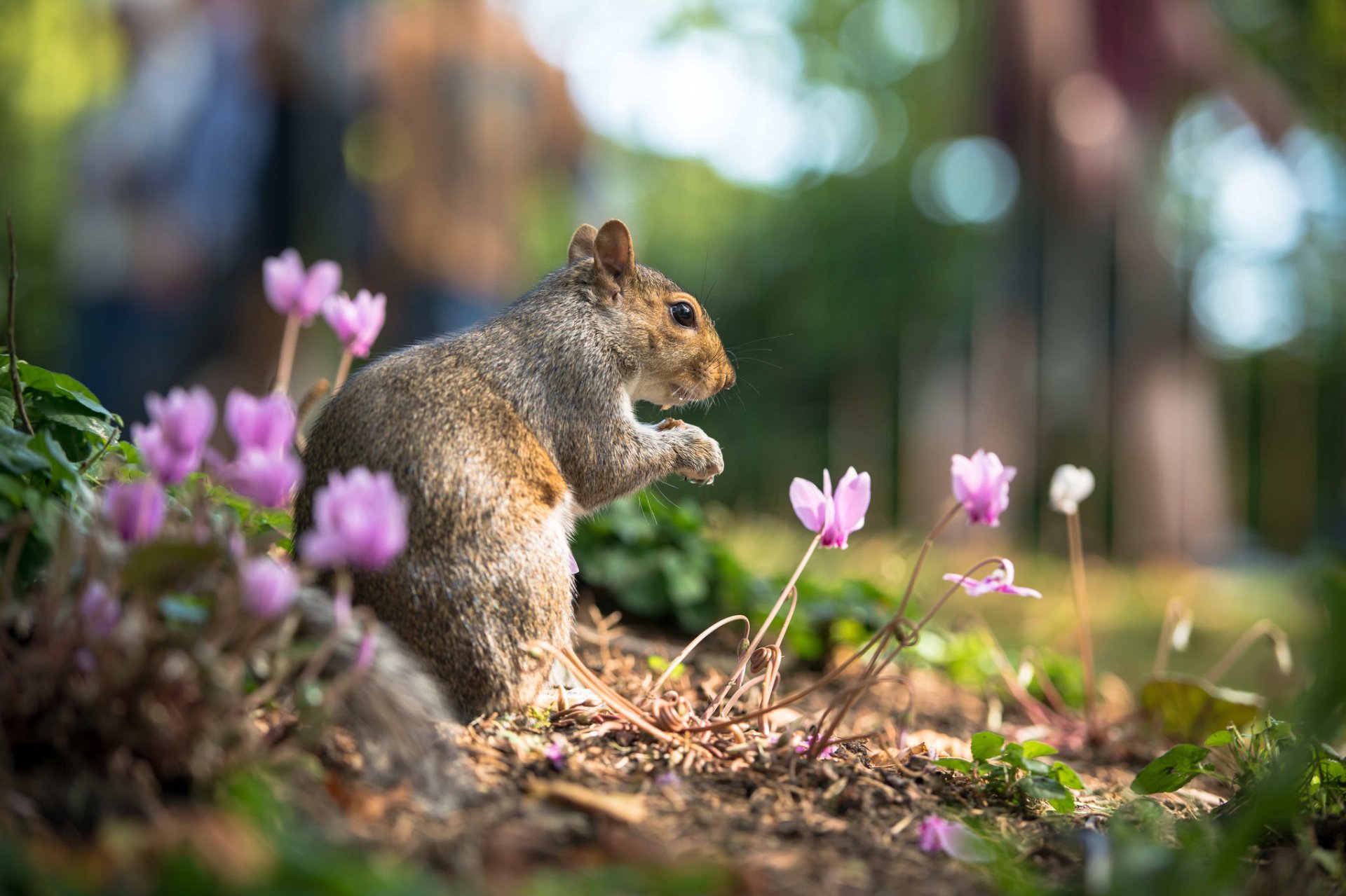 Download Pink Flower Bokeh Rodent Animal Squirrel HD Wallpaper