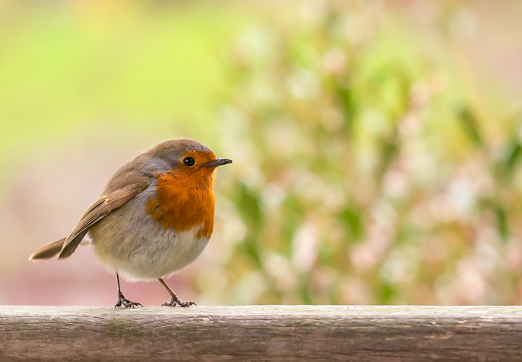 Download Bokeh Bird Animal Robin HD Wallpaper by Paula Watts