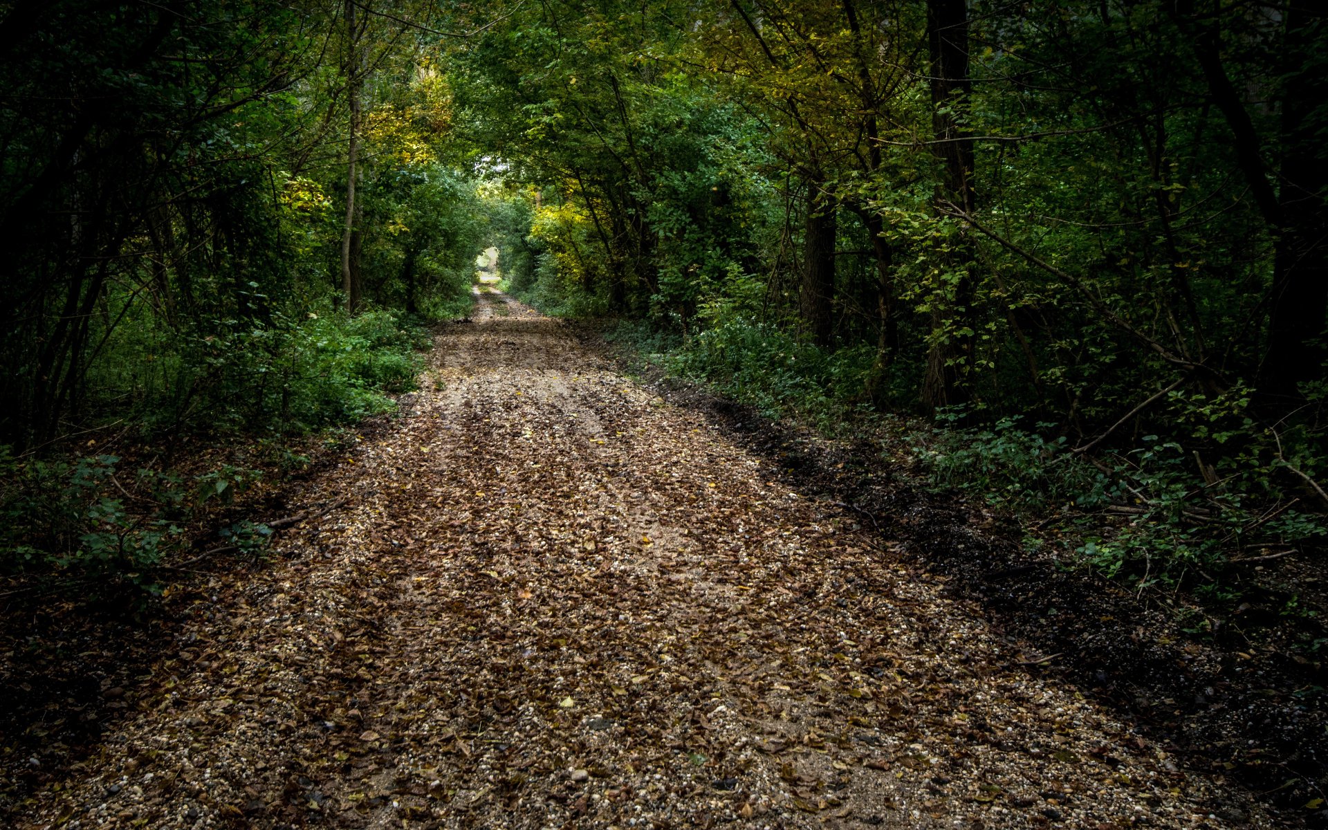 Download Road Forest Nature Path 4k Ultra HD Wallpaper