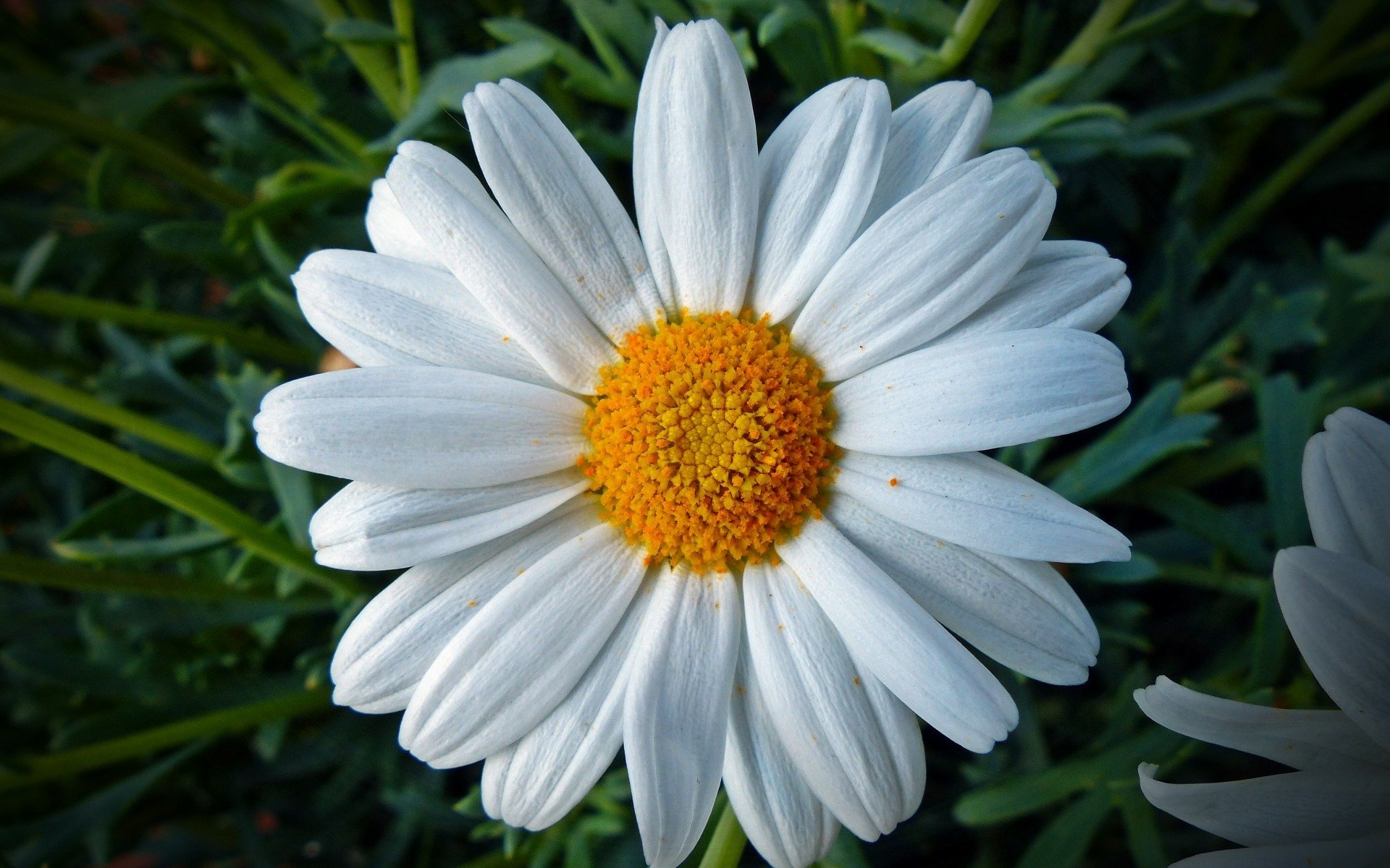 White Daisy