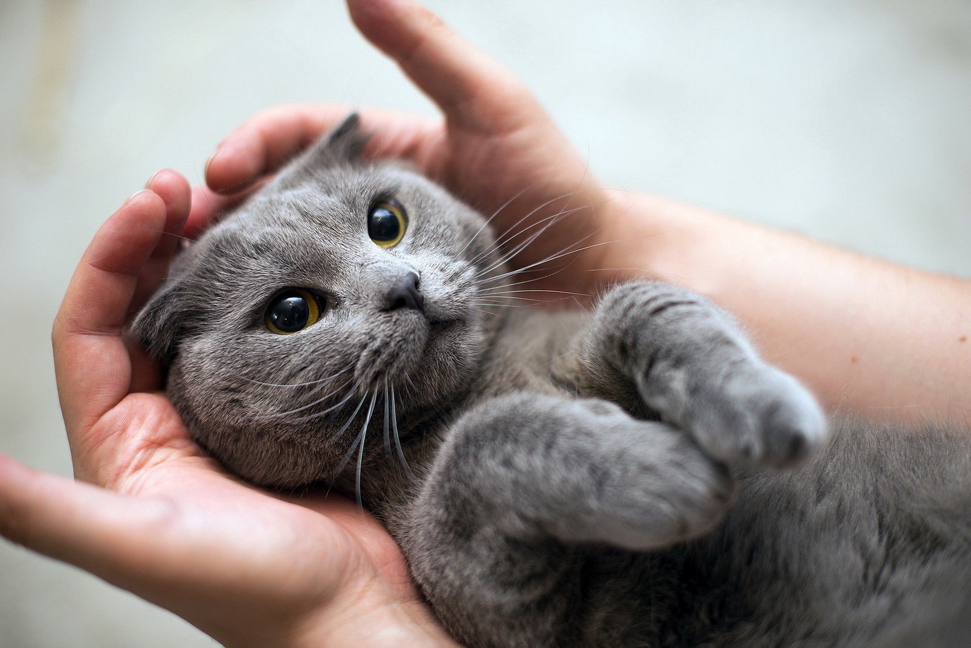 Gentle Stare: HD Cat Embrace in Caring Hands | 1920x1282 | Wallpaper Abyss