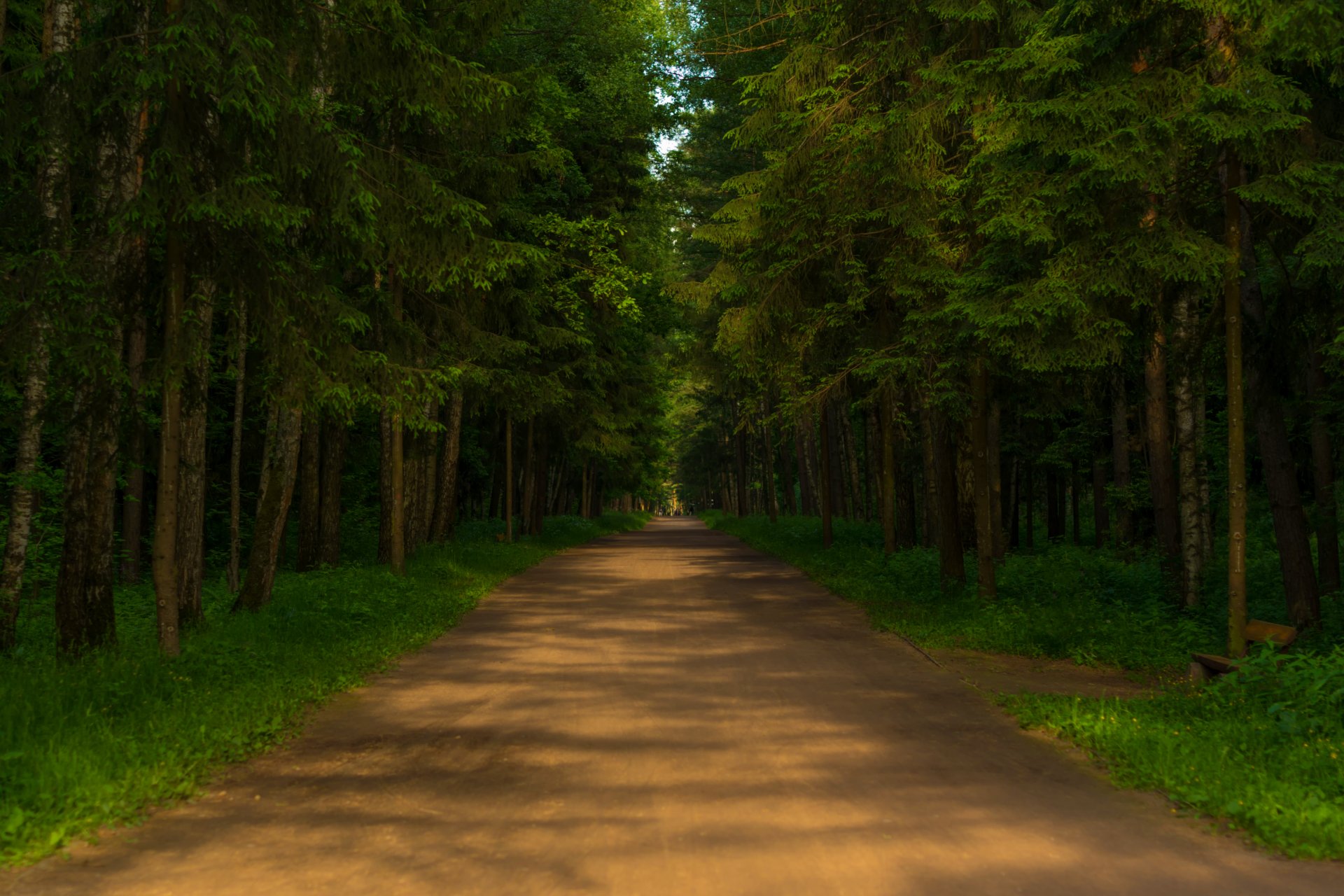 Download Forest Nature Path 4k Ultra HD Wallpaper by vinilgod