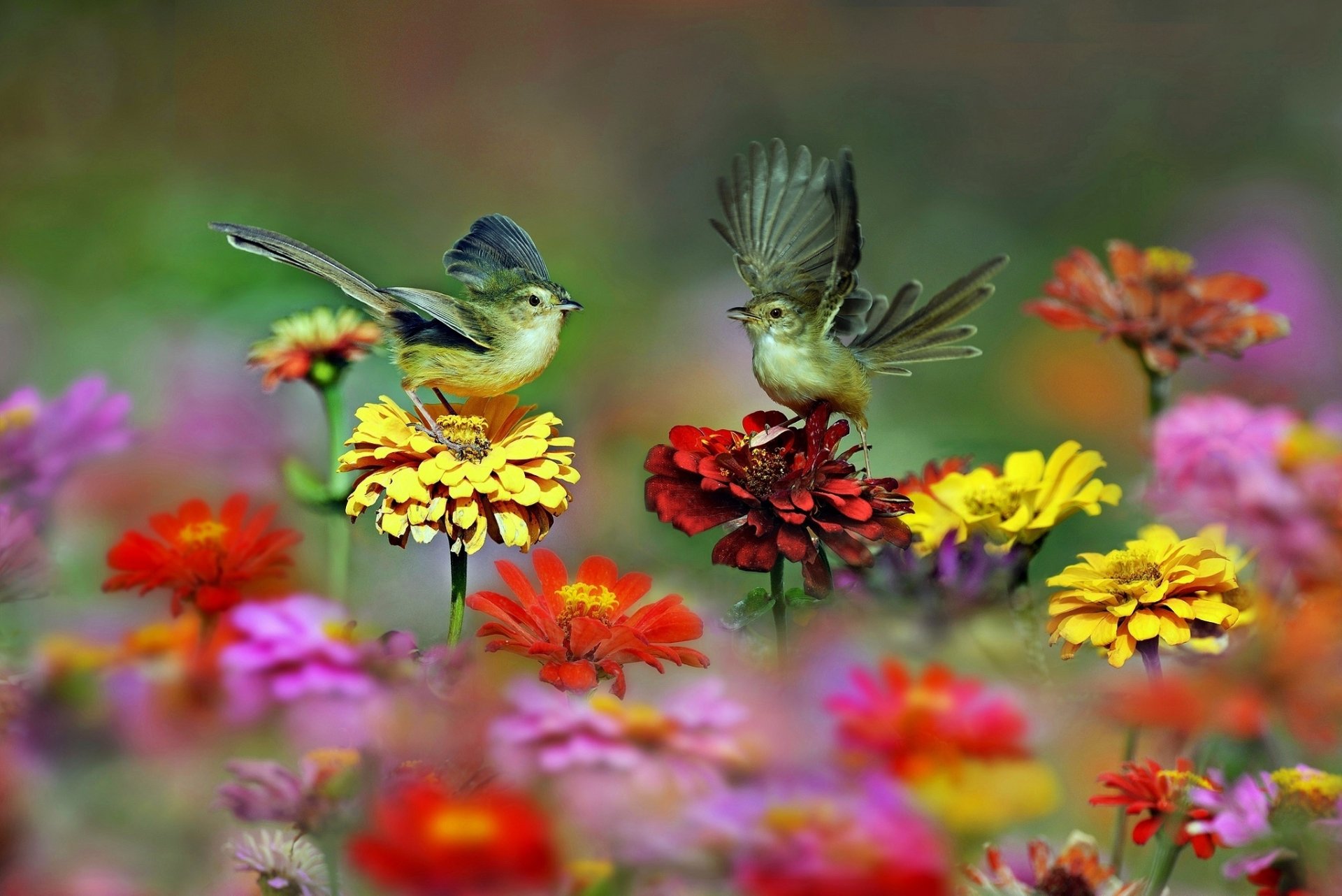 Vibrant Garden Ballet: Birds Dancing Among Colorful Yellow & Red Blooms HD